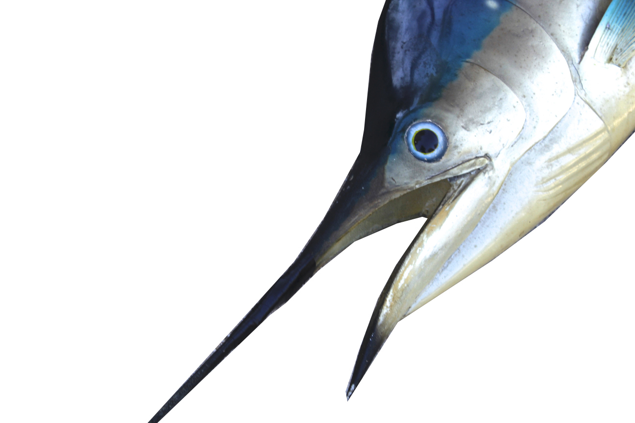 Taxidermy Swordfish | EBTH