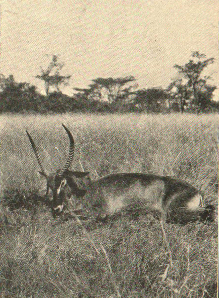 1908 "The Man-Eaters of Tsavo" by Lieutenant-Colonel John Henry ...