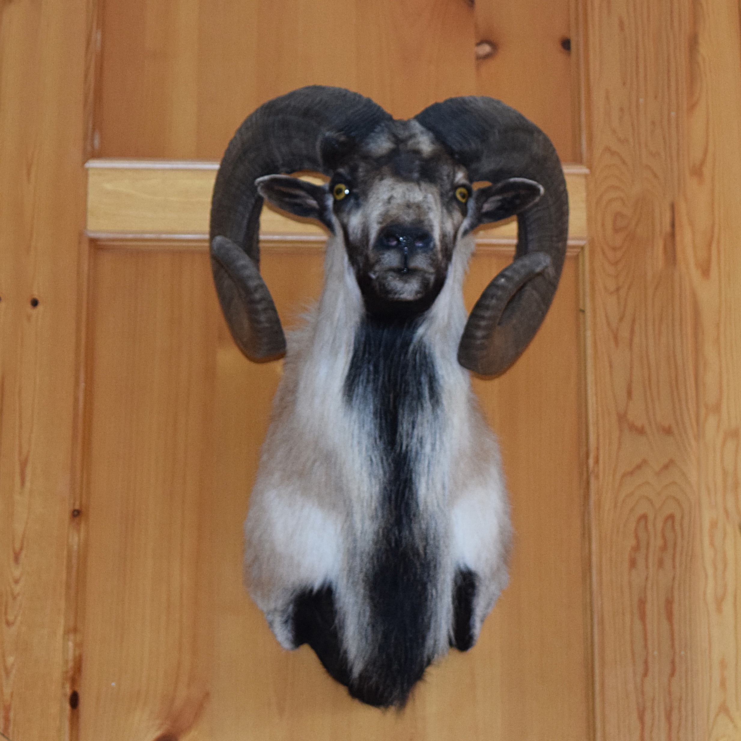 Big Horn Sheep Taxidermy Shoulder Mount | EBTH