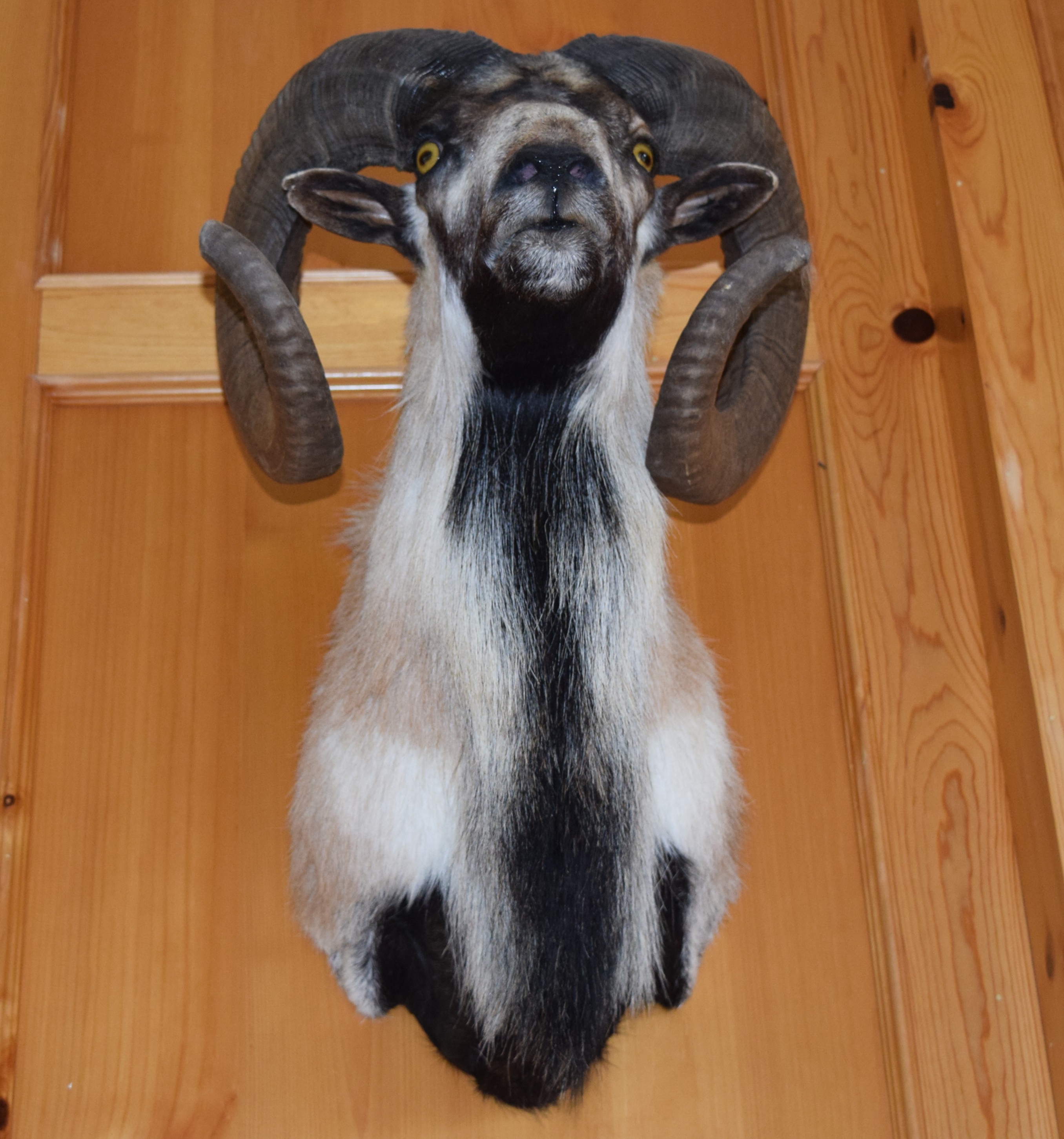 Big Horn Sheep Taxidermy Shoulder Mount | EBTH