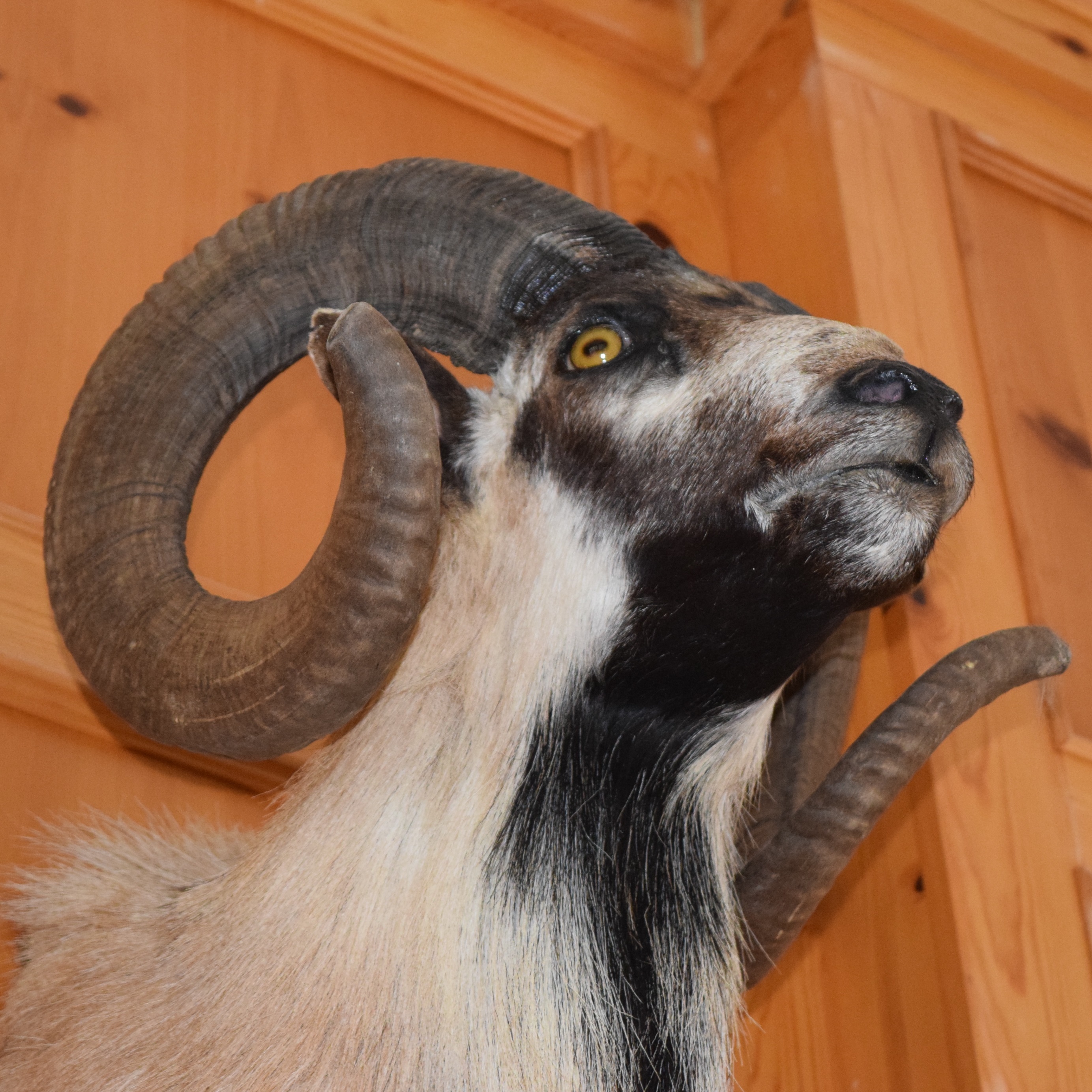 Big Horn Sheep Taxidermy Shoulder Mount | EBTH