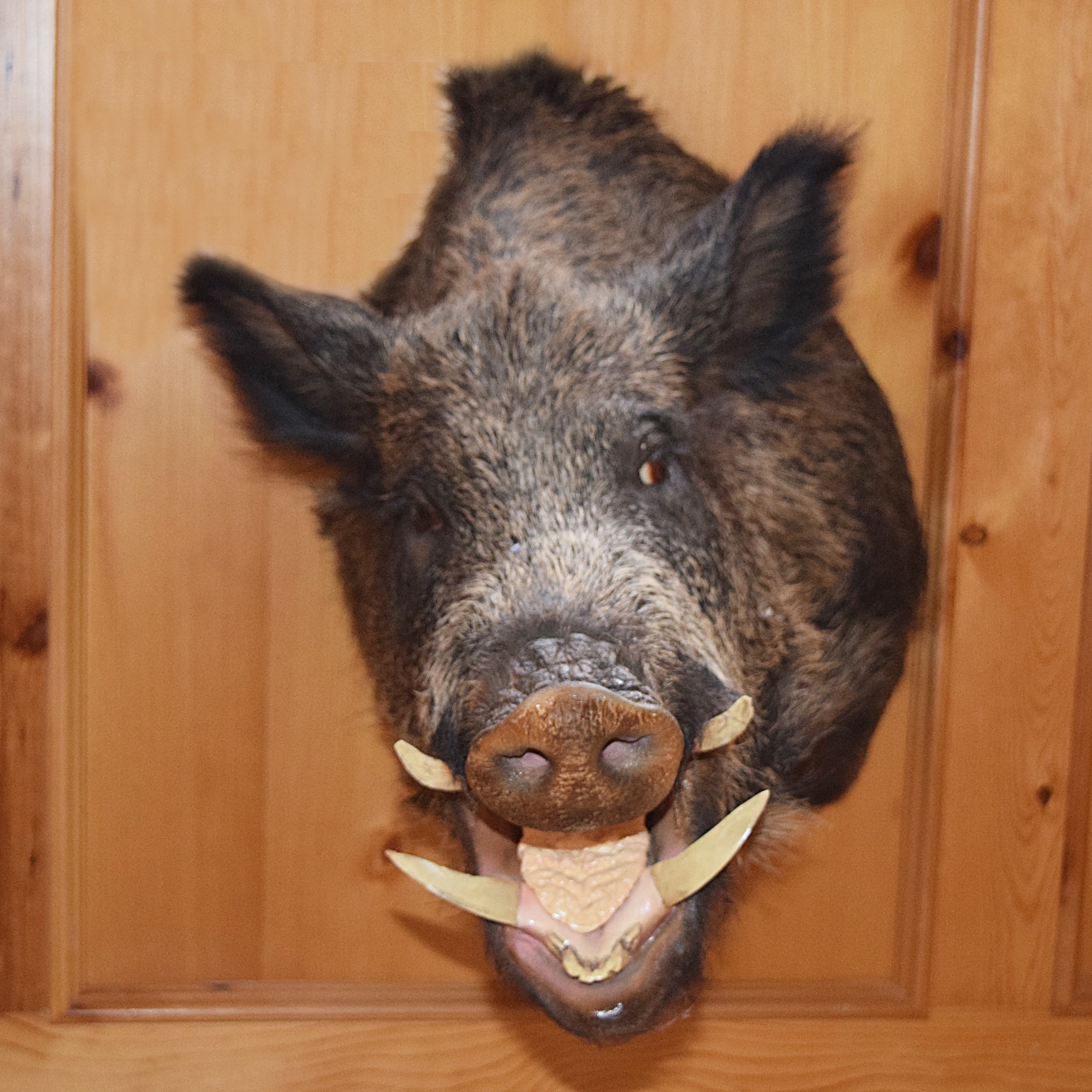 Wild Boar Taxidermy Shoulder Mount | EBTH
