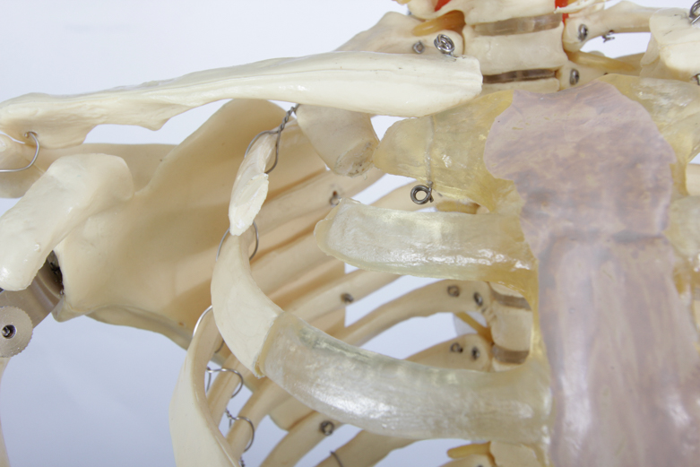 Anatomical Skeleton Model from the Marina Abramovic Art Gala 2011 | EBTH