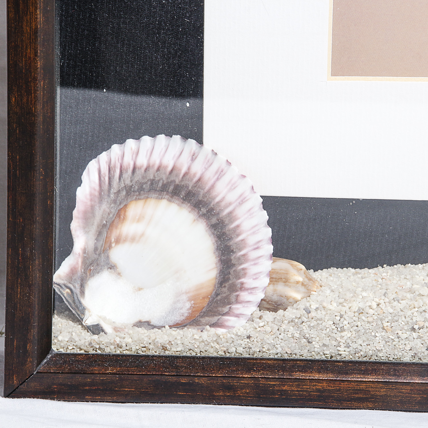Pair of Framed Shell Wall Art Pieces | EBTH