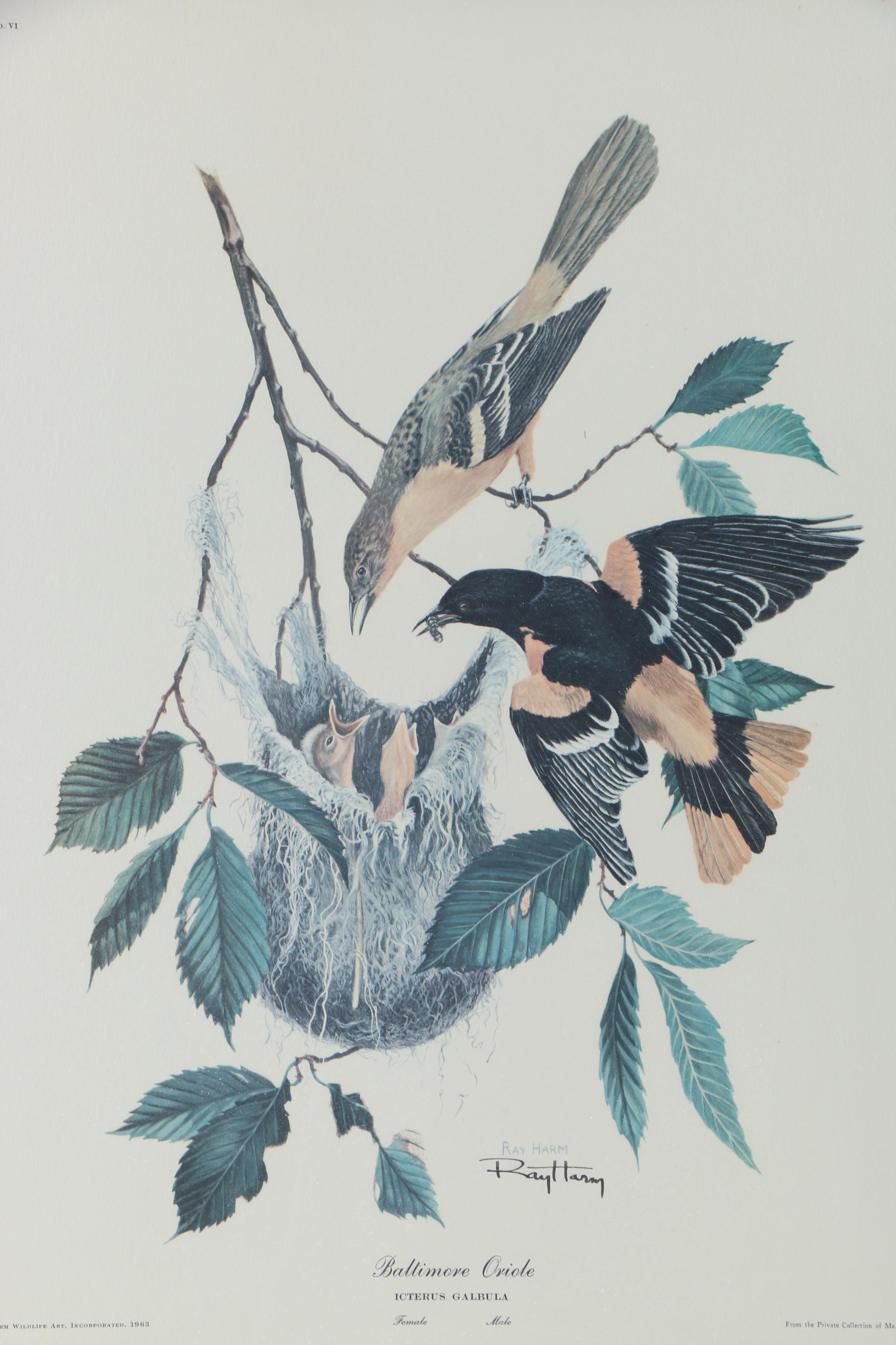 Ray Harm Offset Lithograph "Baltimore Oriole" | EBTH