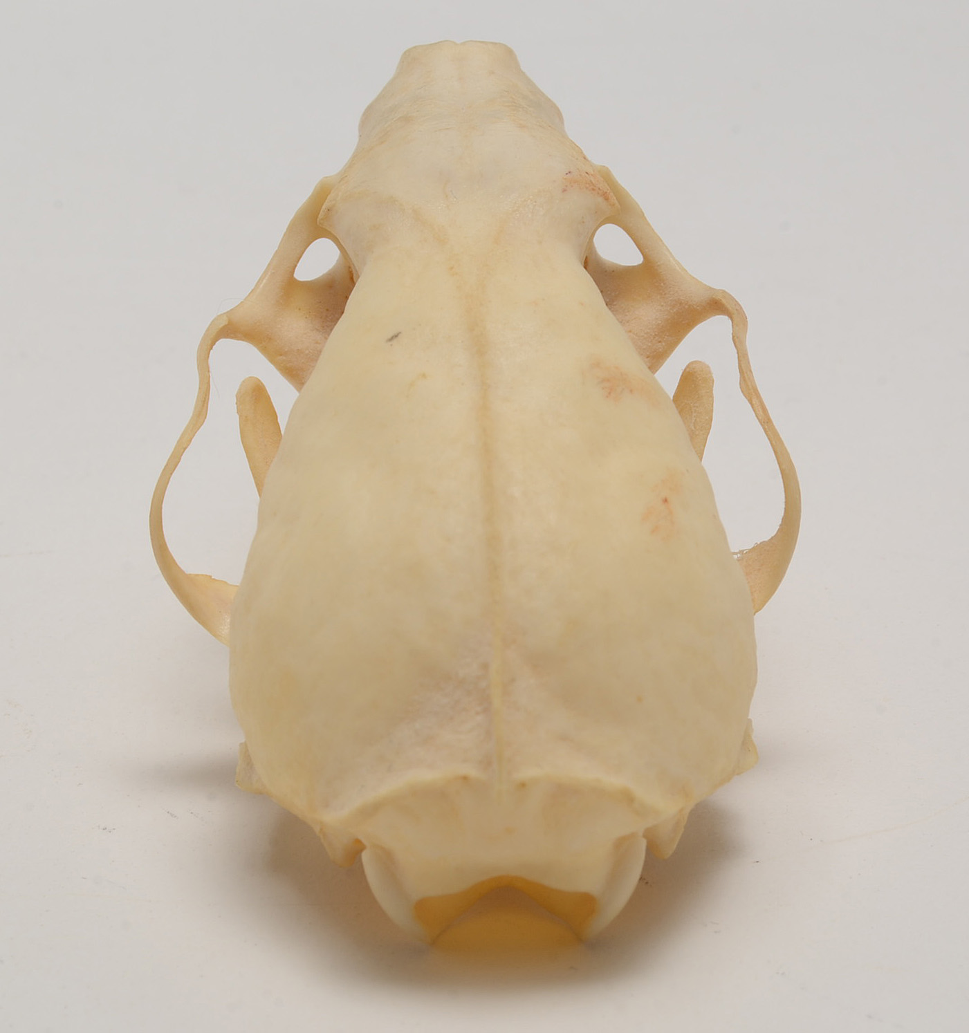 Two Pine Marten Skulls | EBTH