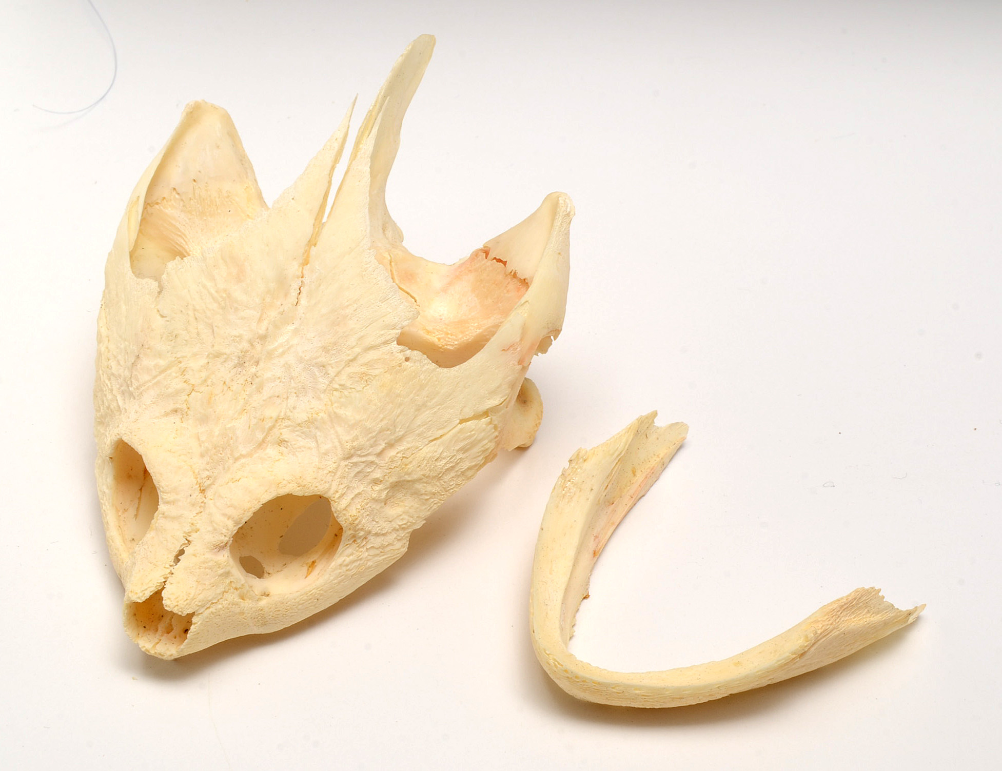 Three Snapping Turtle Skulls with Claw | EBTH