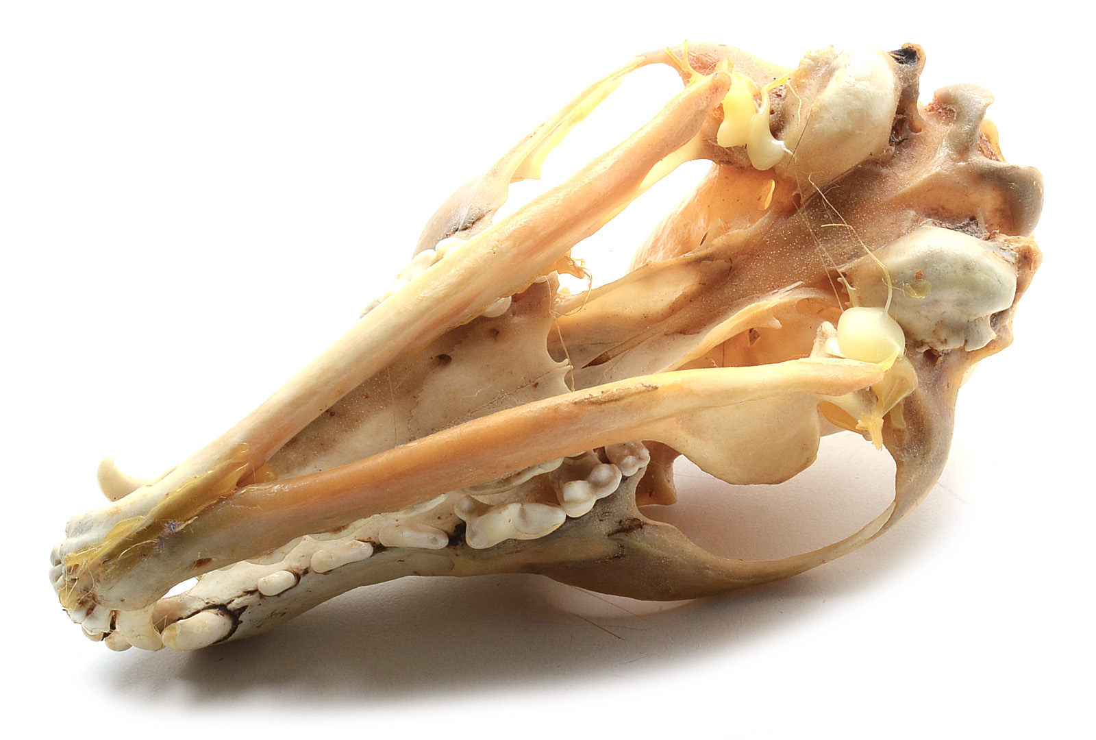 Two Red Fox Skulls | EBTH