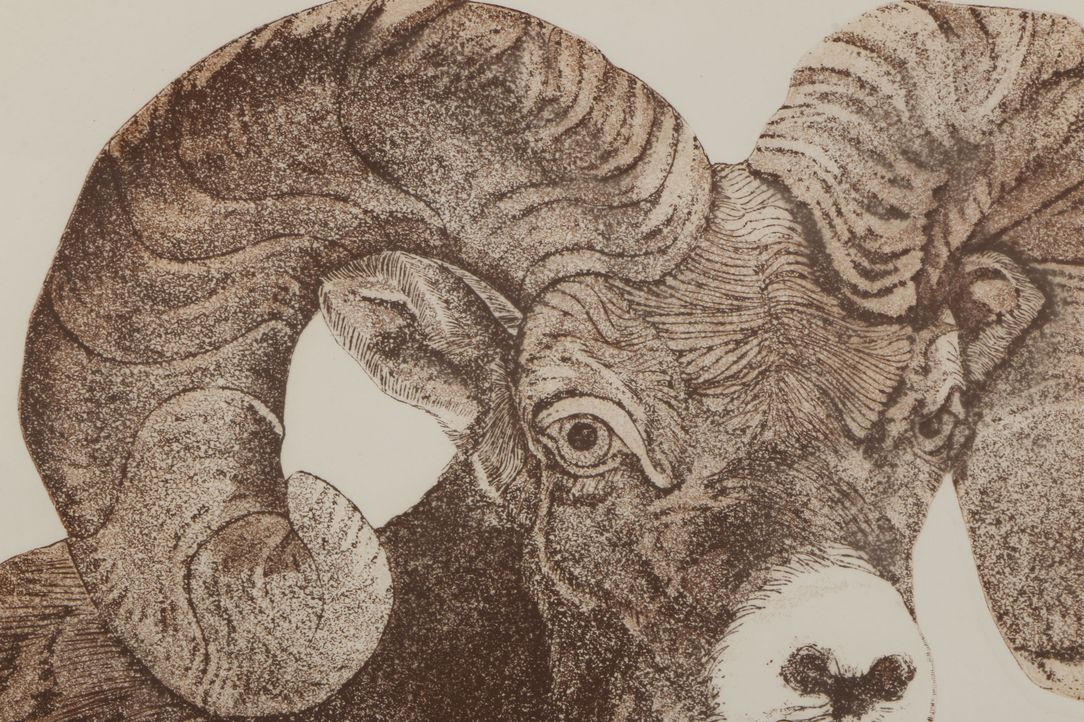 Roslyn Rose Limited Edition Aquatint Etching "The Bighorn Ram" | EBTH