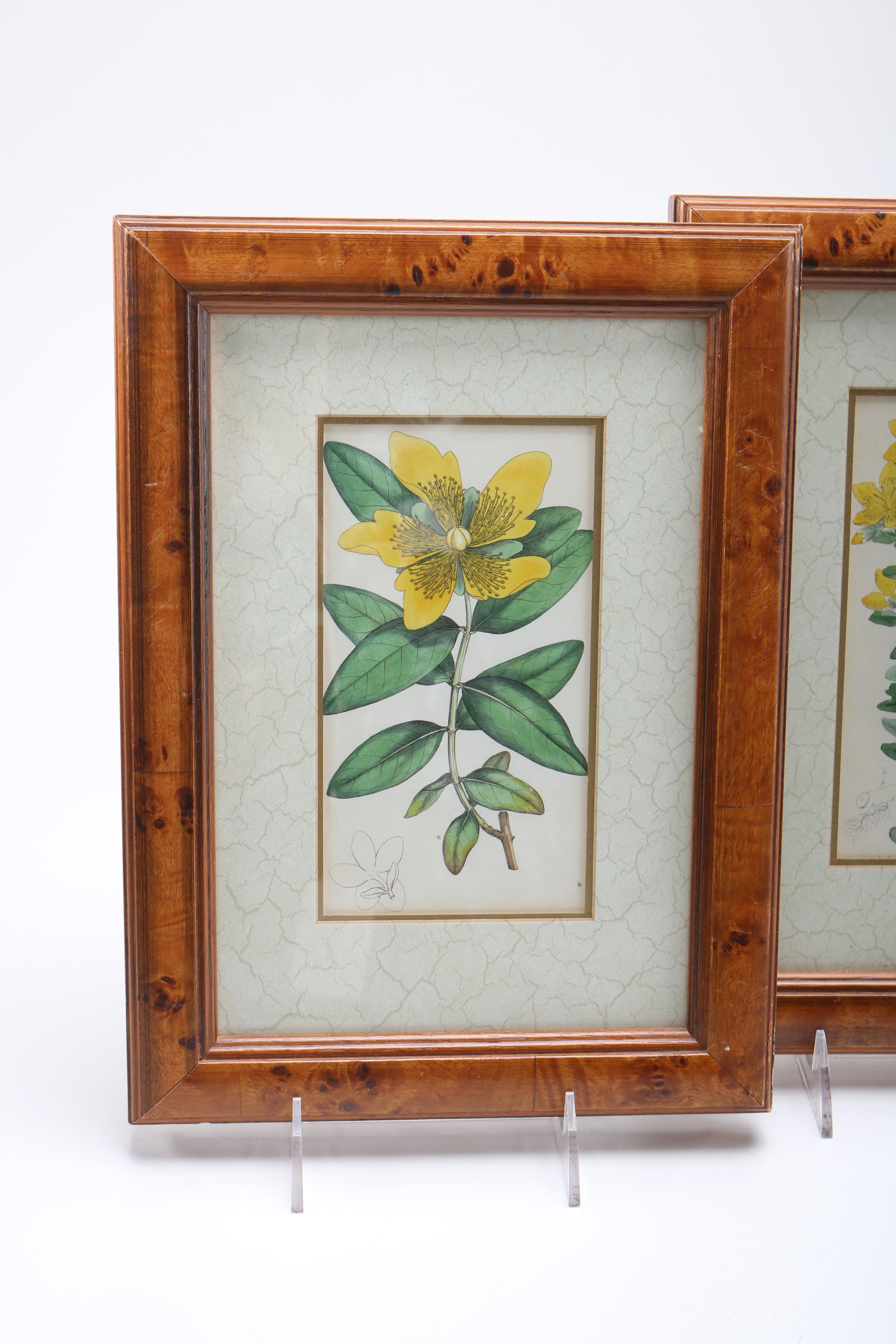 Hand Colored Botanical Engravings from British Botany Books | EBTH
