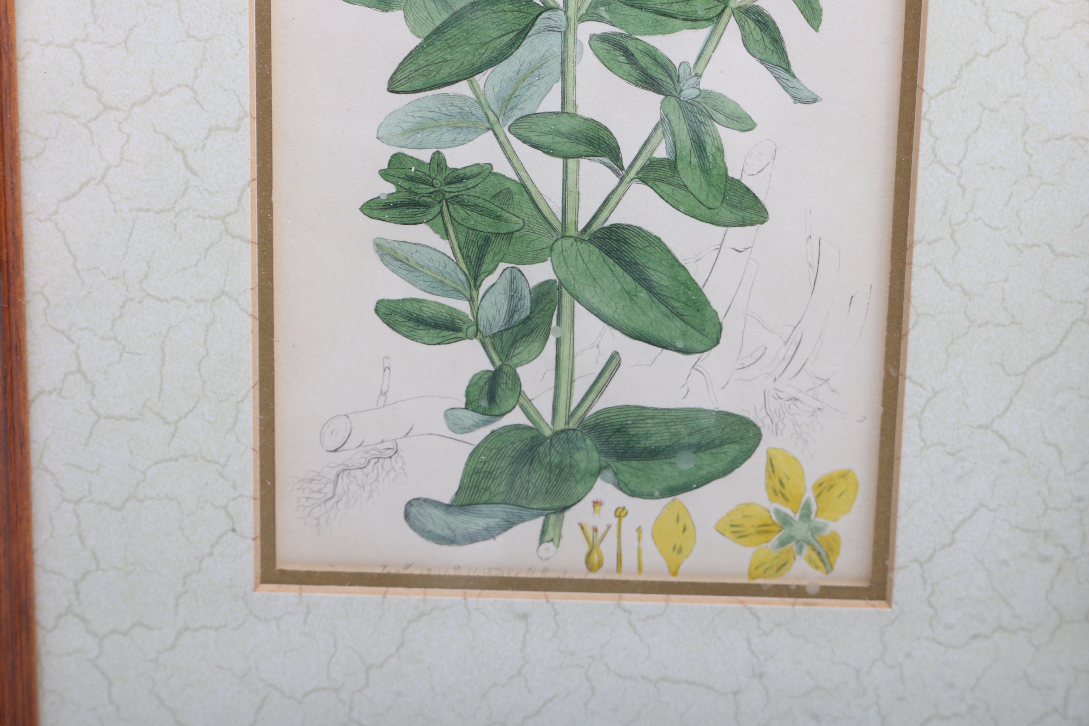 Hand Colored Botanical Engravings from British Botany Books | EBTH