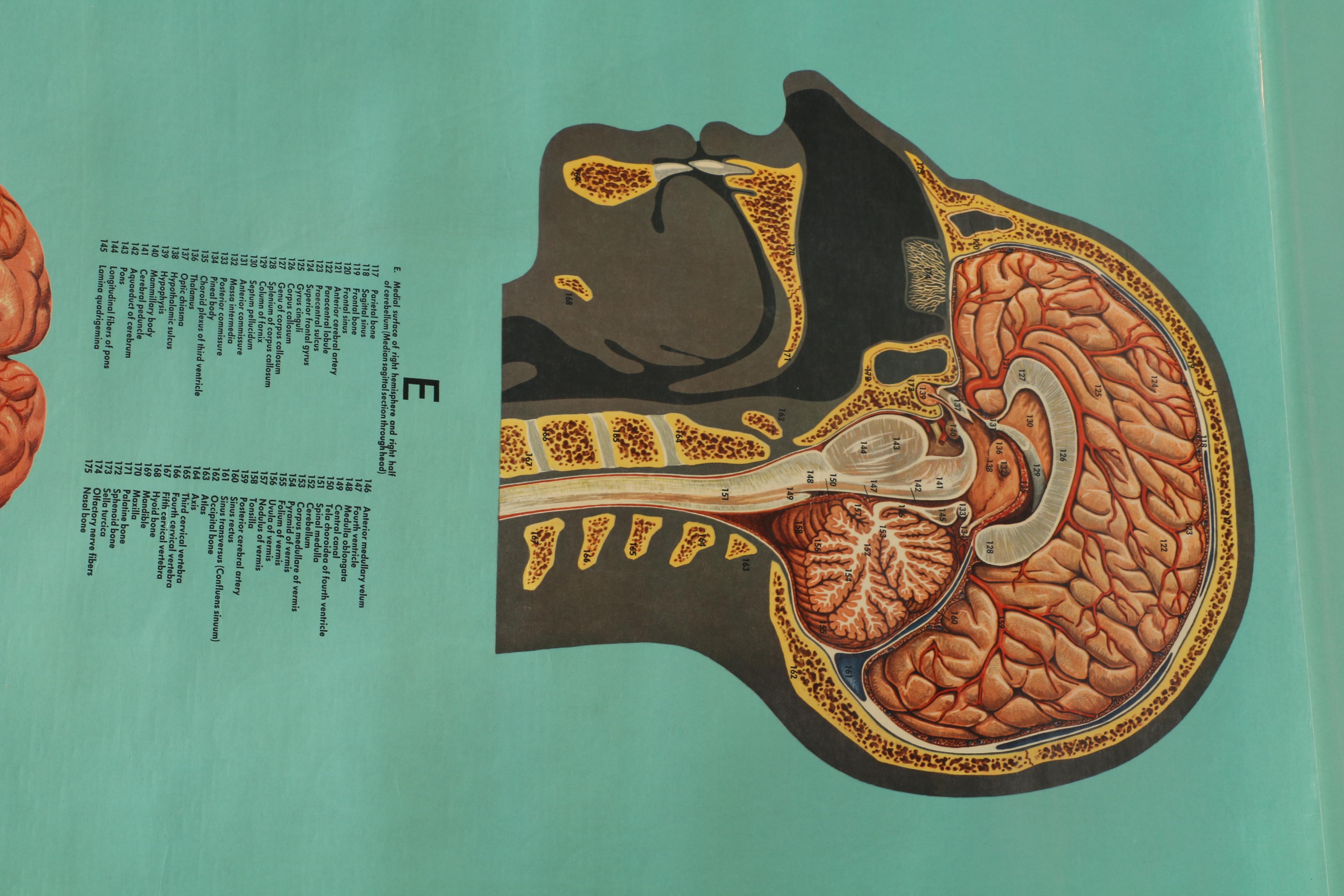 Denoyer-Geppert "Human Brain" Pull Down Poster | EBTH