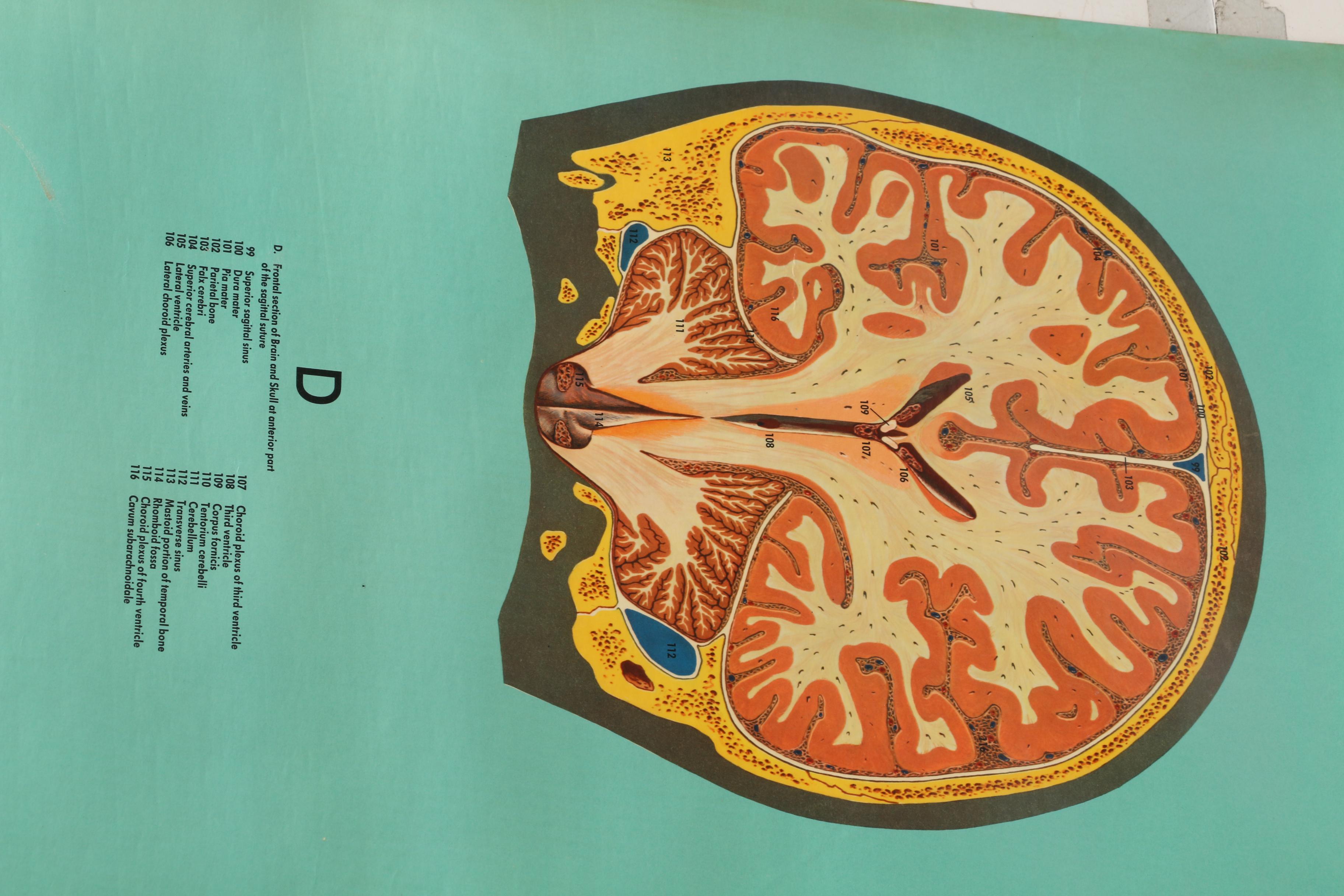 Denoyer-Geppert "Human Brain" Pull Down Poster | EBTH