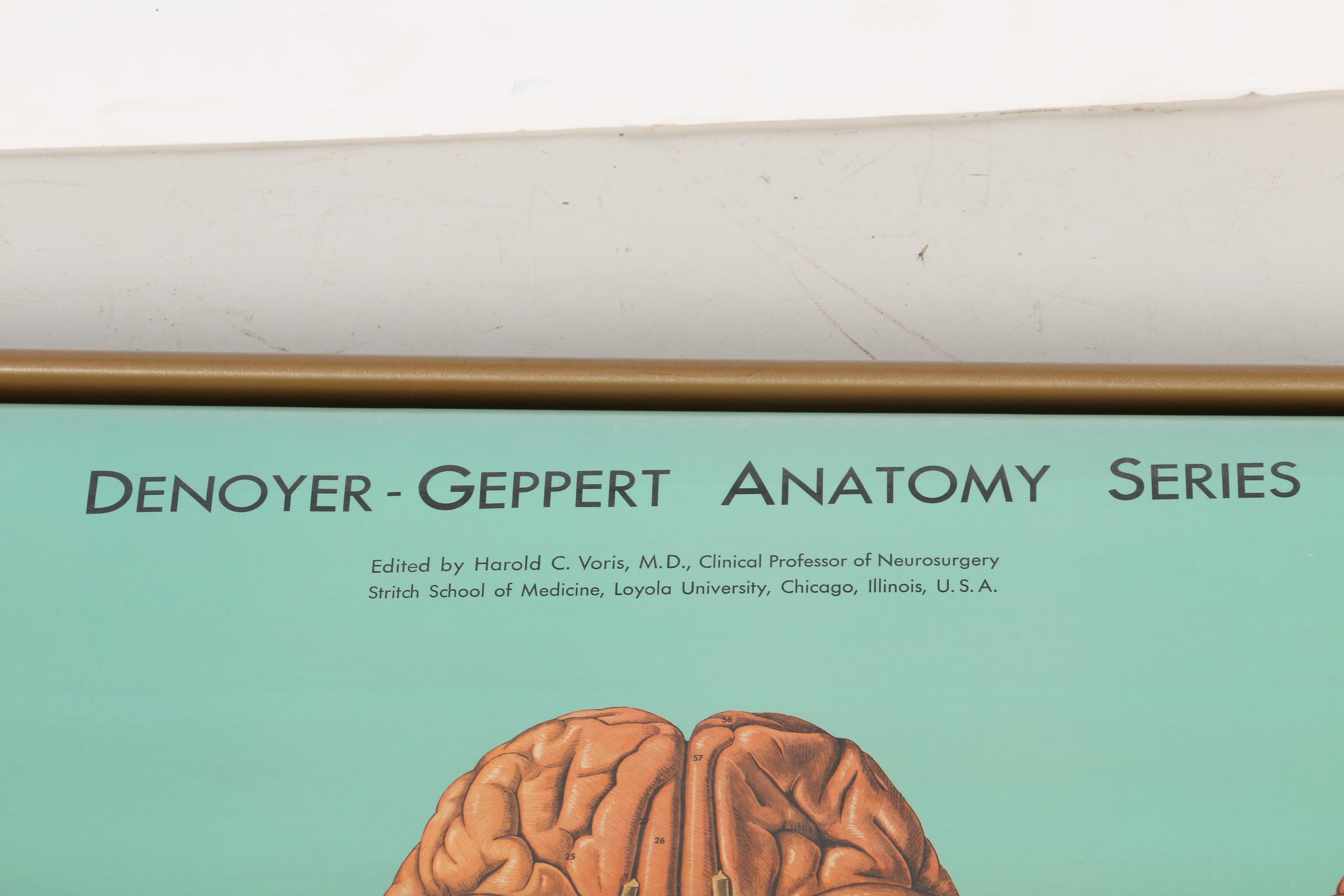 Denoyer-Geppert "Human Brain" Pull Down Poster | EBTH