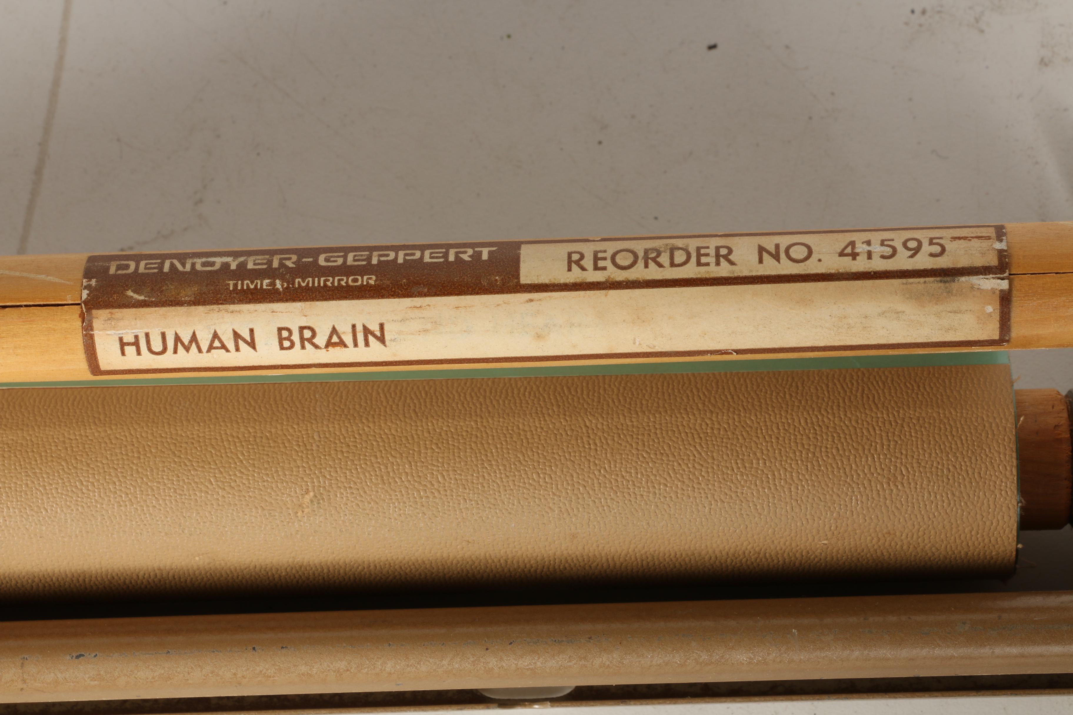 Denoyer-Geppert "Human Brain" Pull Down Poster | EBTH