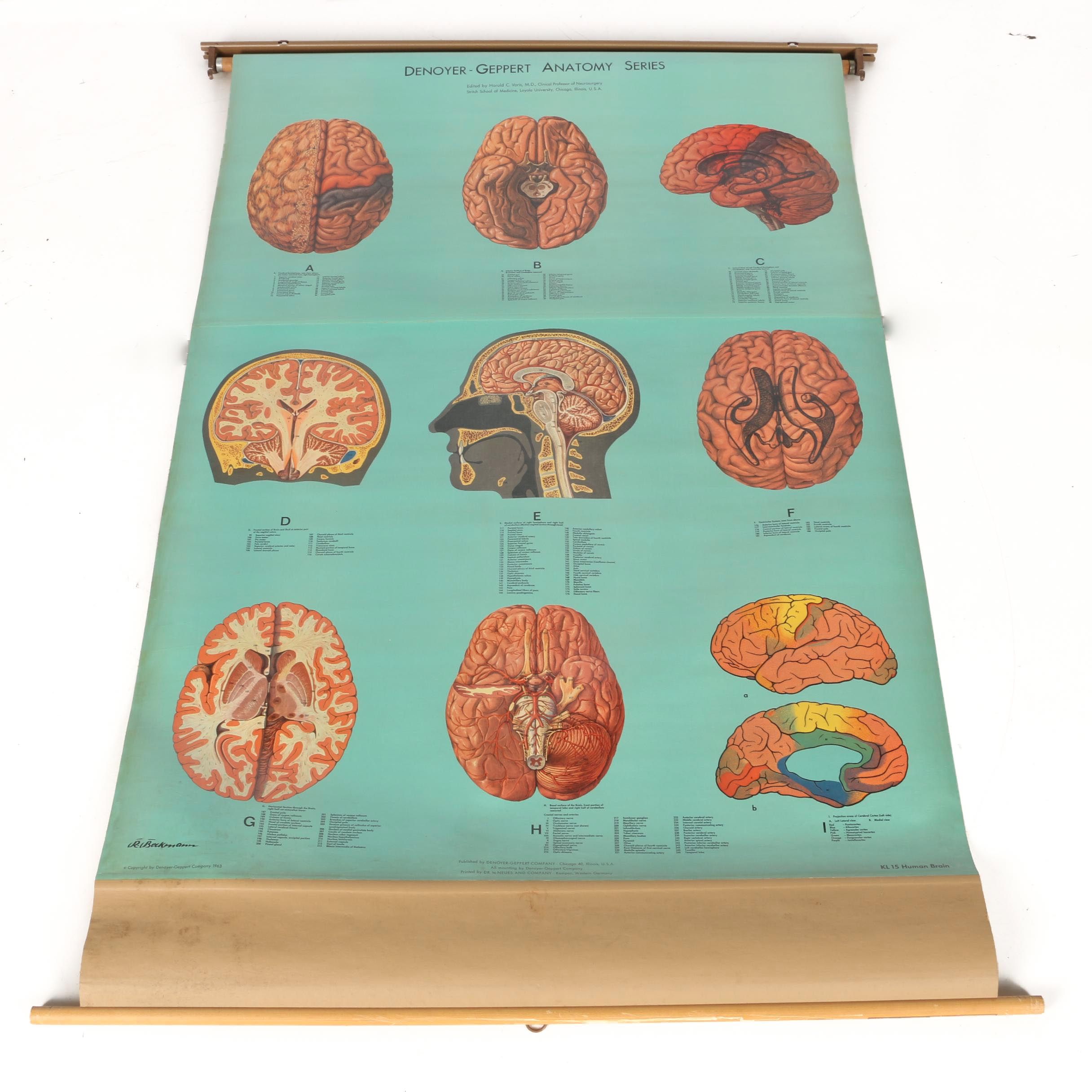 Denoyer-Geppert "Human Brain" Pull Down Poster | EBTH