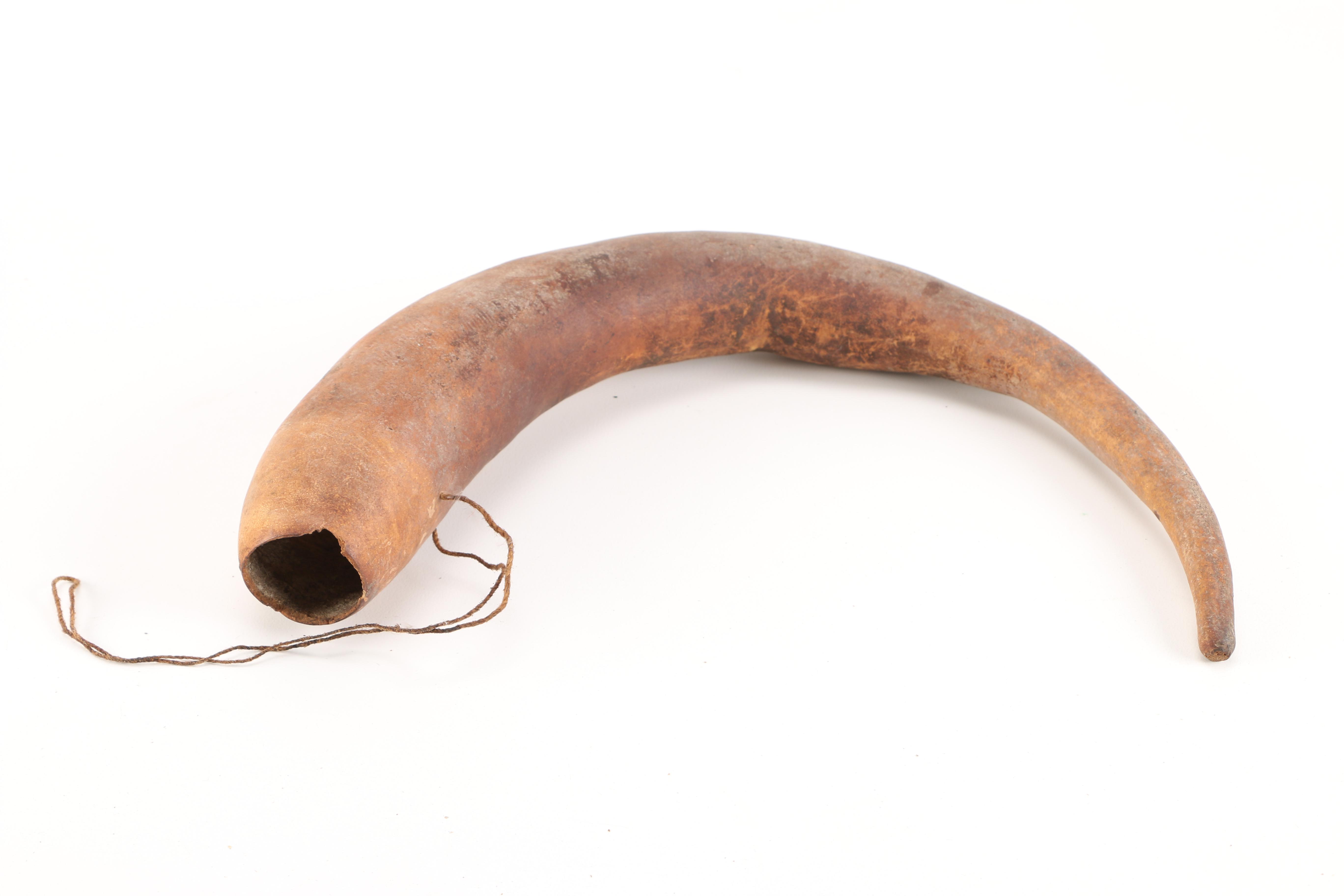 Papua New Guinean Koteka Gourd Penis Sheaths | EBTH