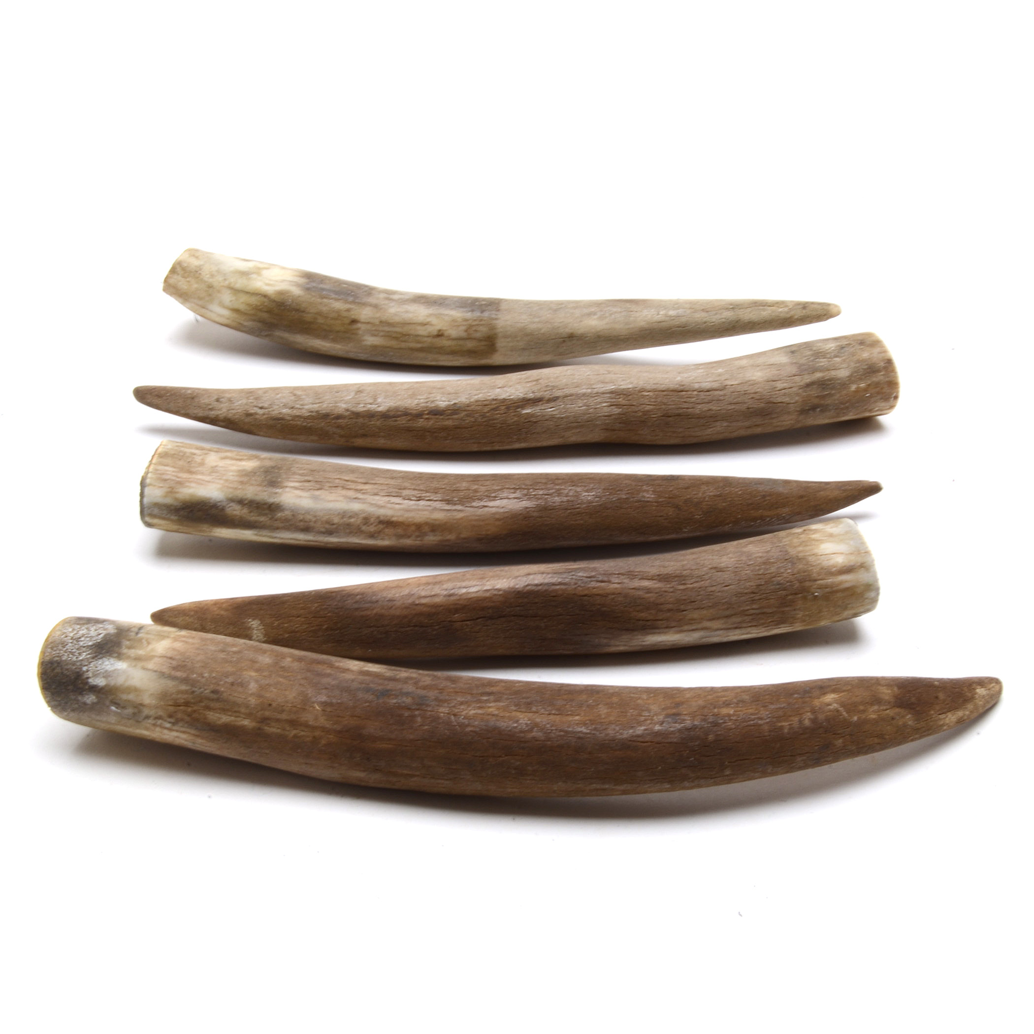Five Wild Boar Teeth | EBTH