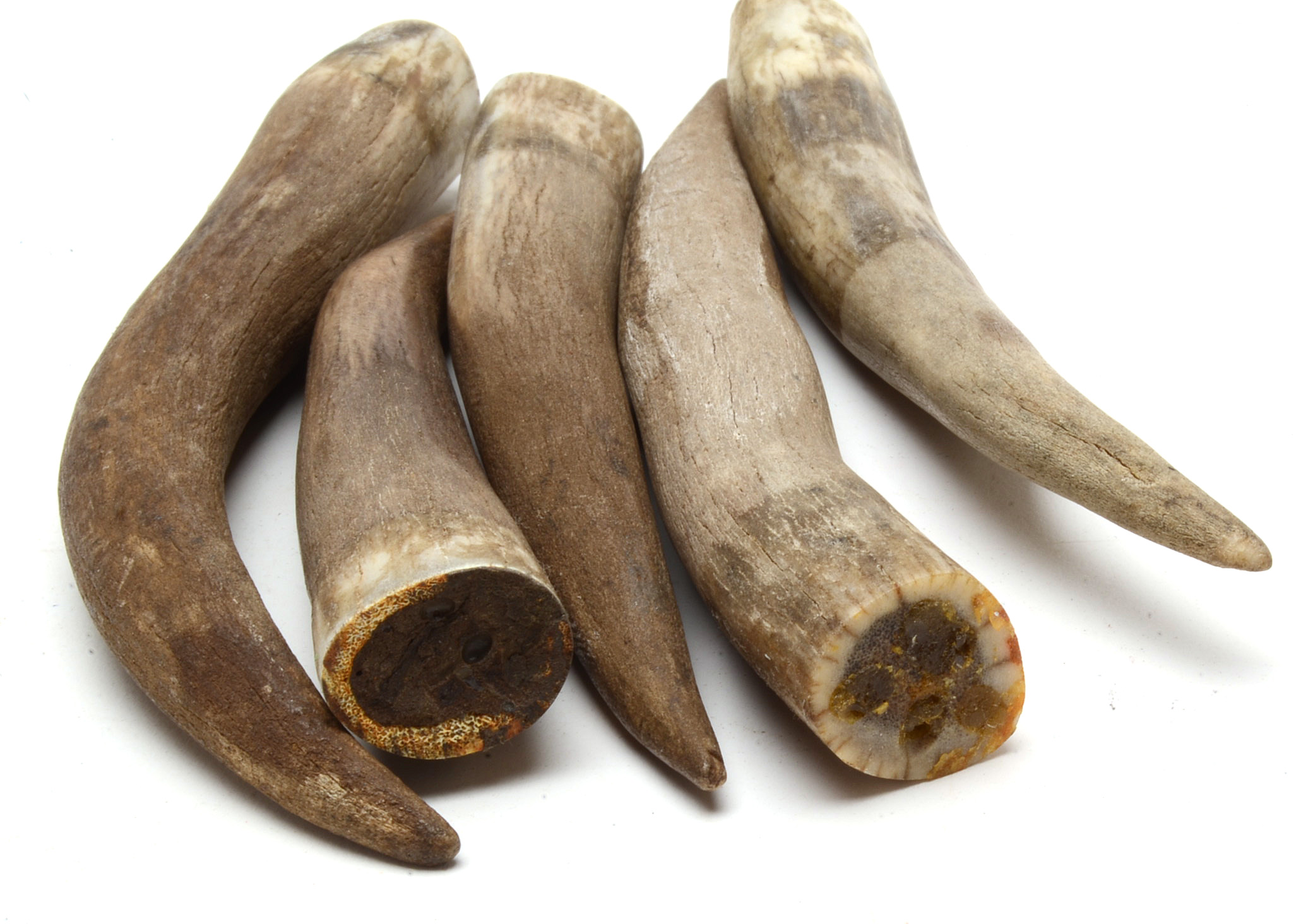 Five Wild Boar Teeth | EBTH