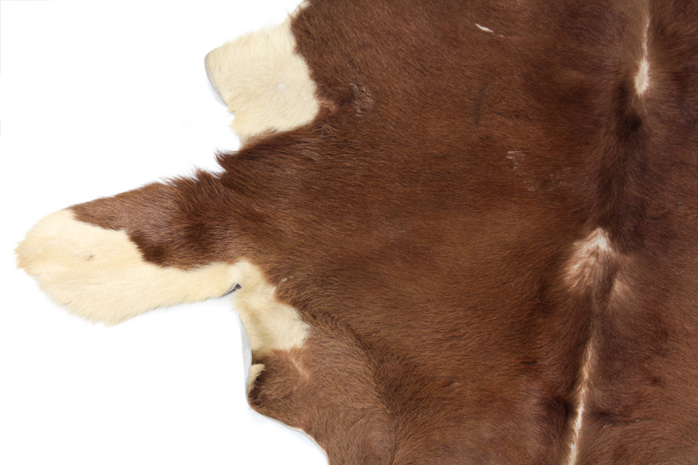 Steer Hide Rug | EBTH