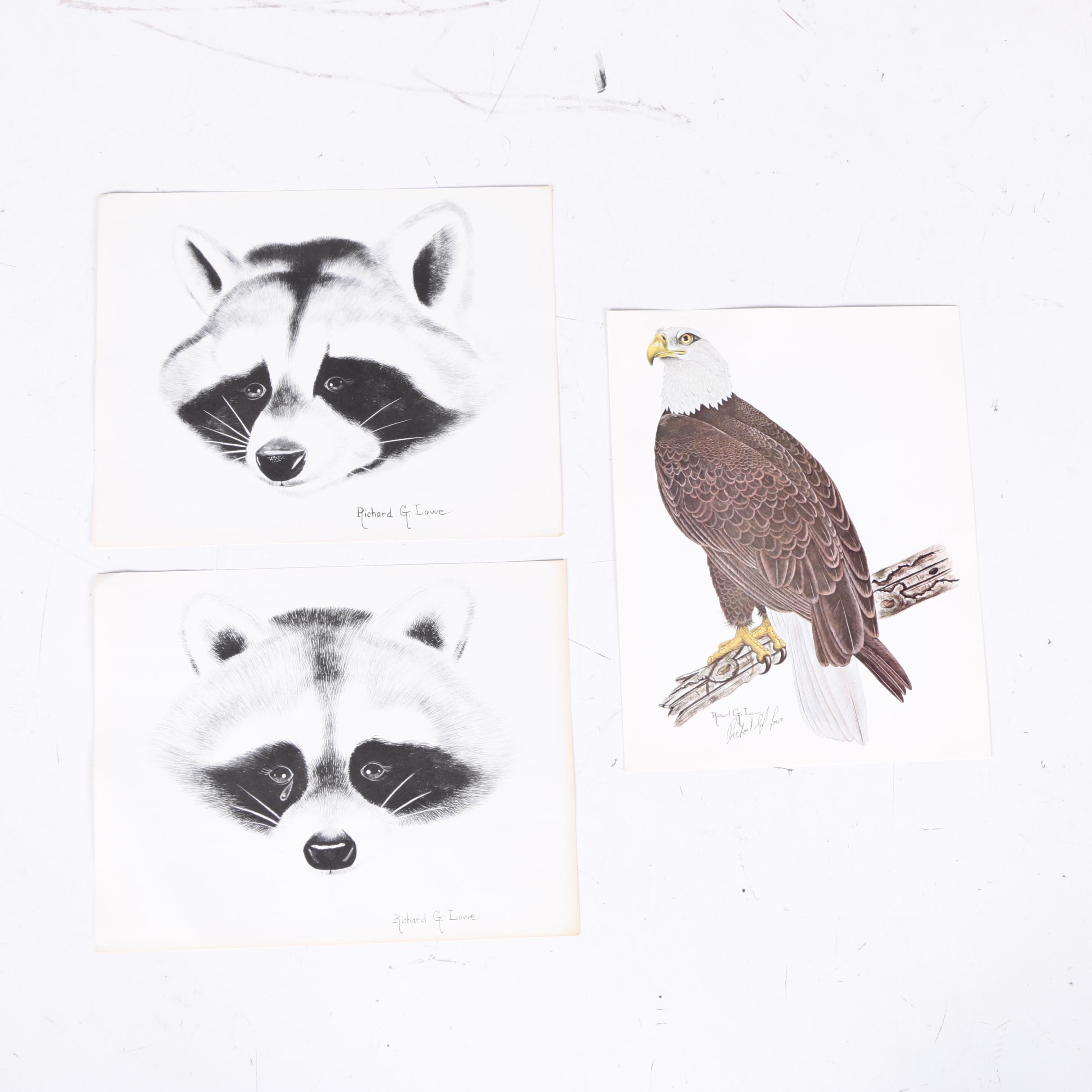 Offset Lithographs After Richard G. Lowe's Drawings of A Raccoon and ...
