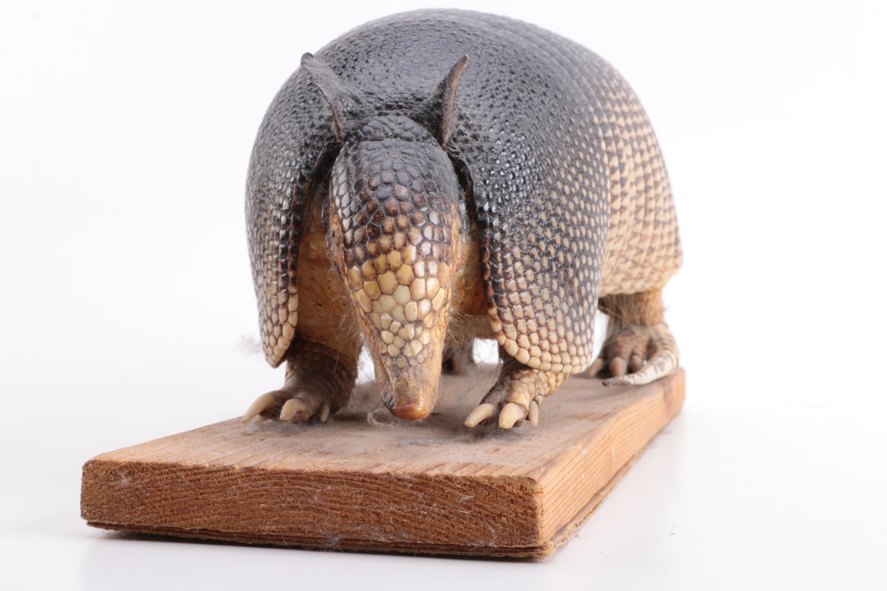 Taxidermy Armadillo | EBTH