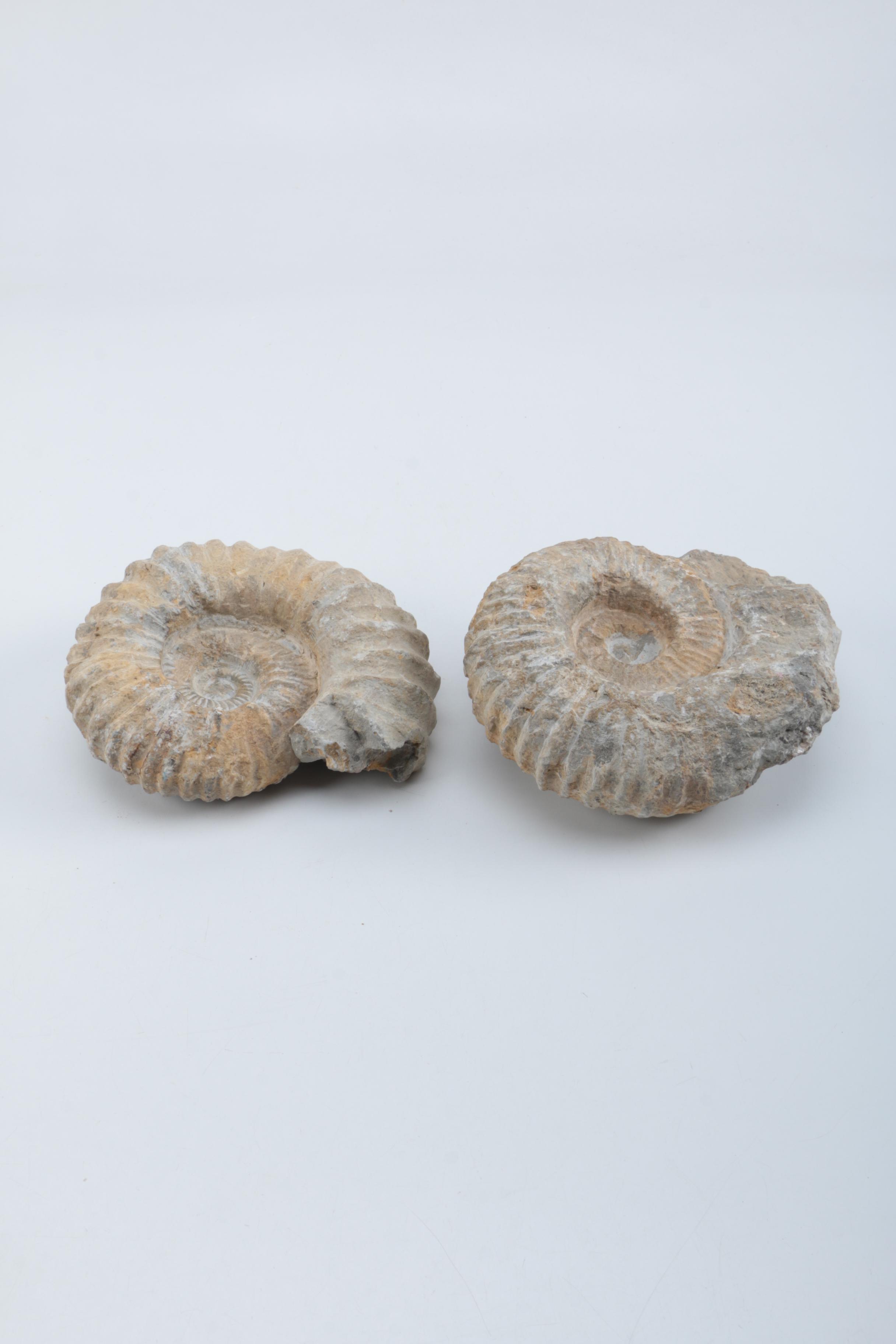Coiled Ammonoid Fossils | EBTH