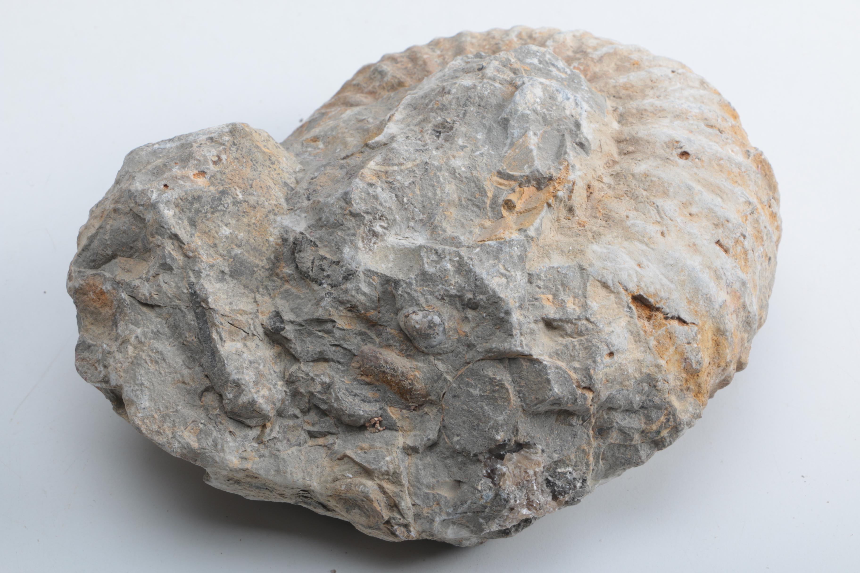 Coiled Ammonoid Fossils | EBTH