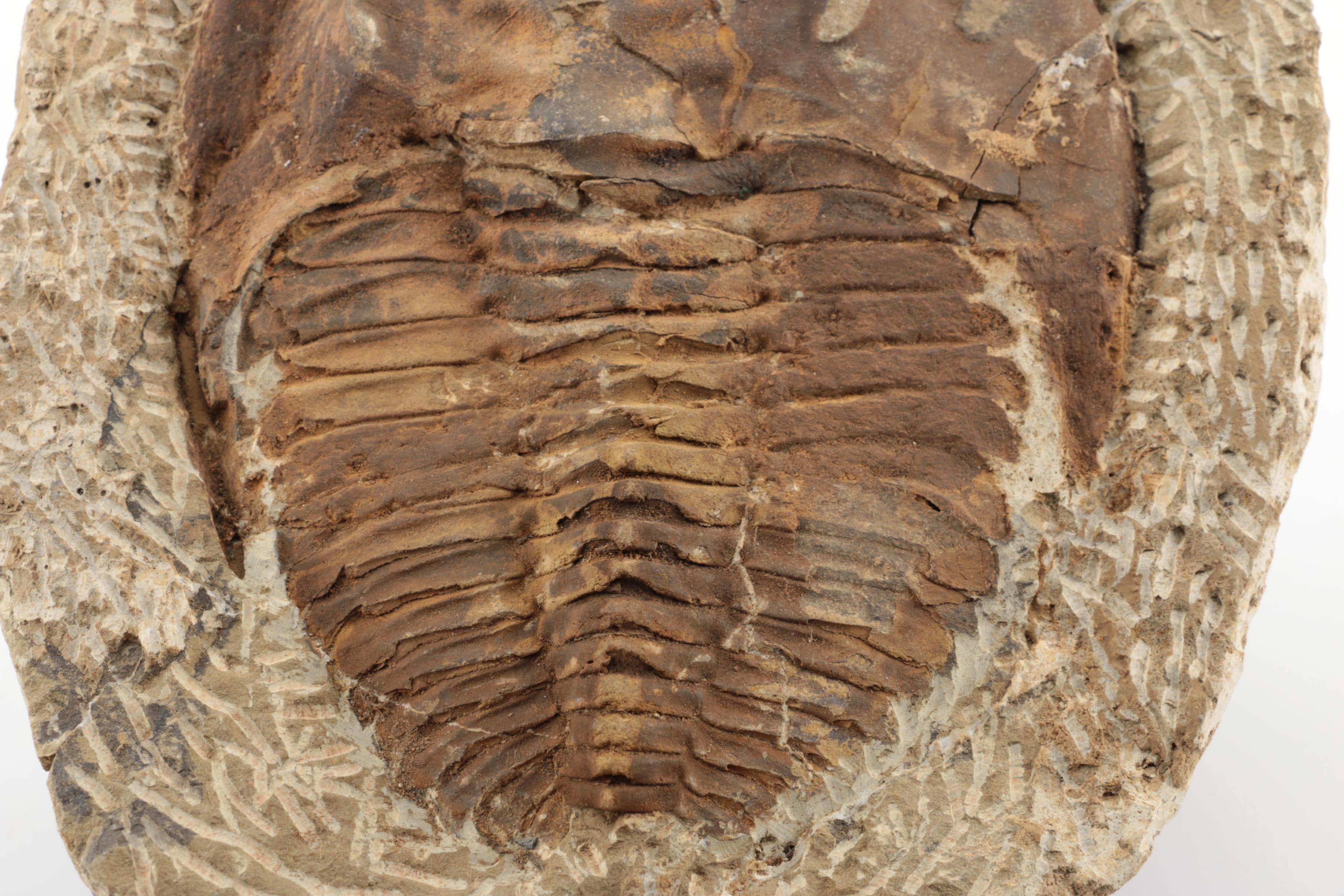 Composite Trilobite Specimen | EBTH