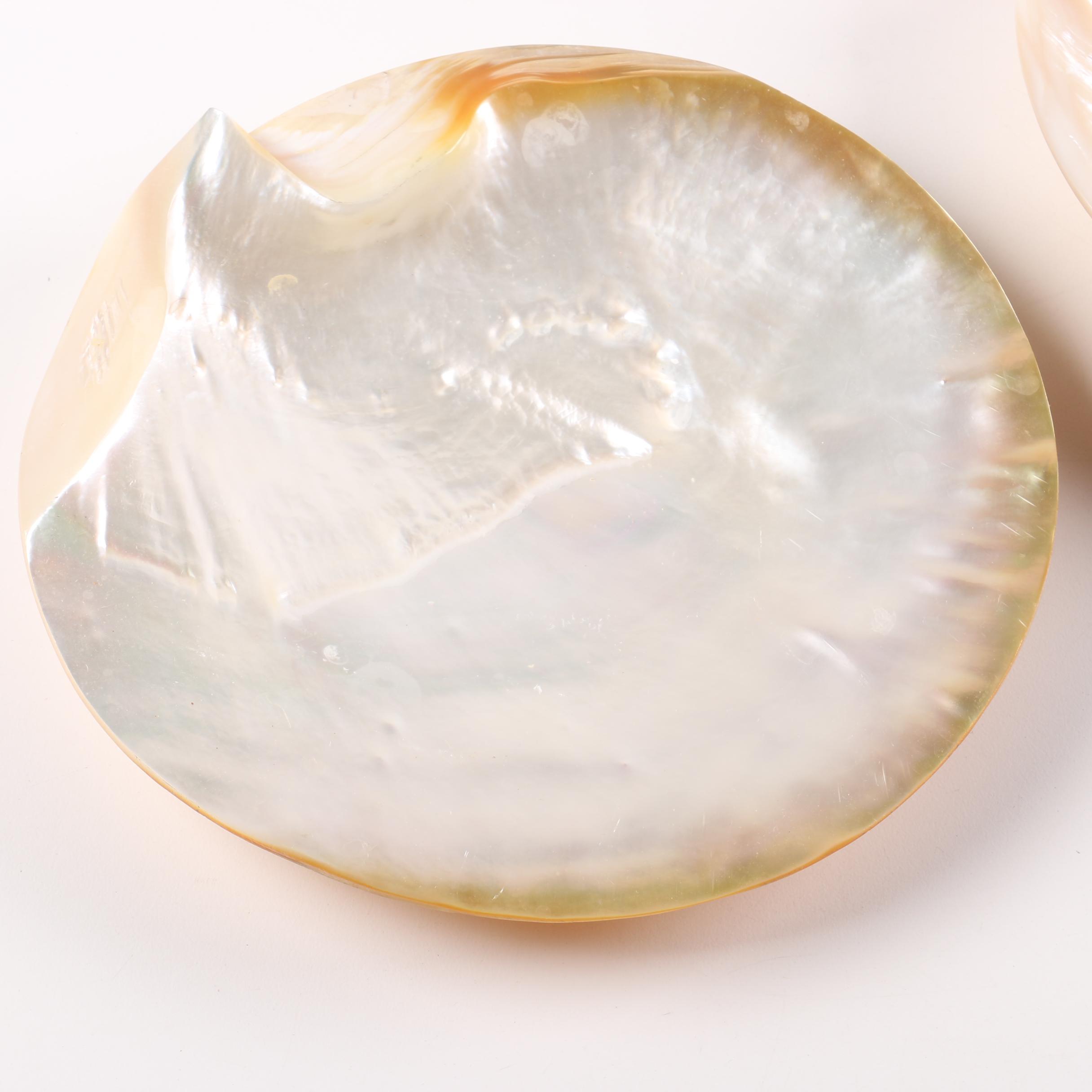 Set of Eight Hand Polished Shell Plates | EBTH
