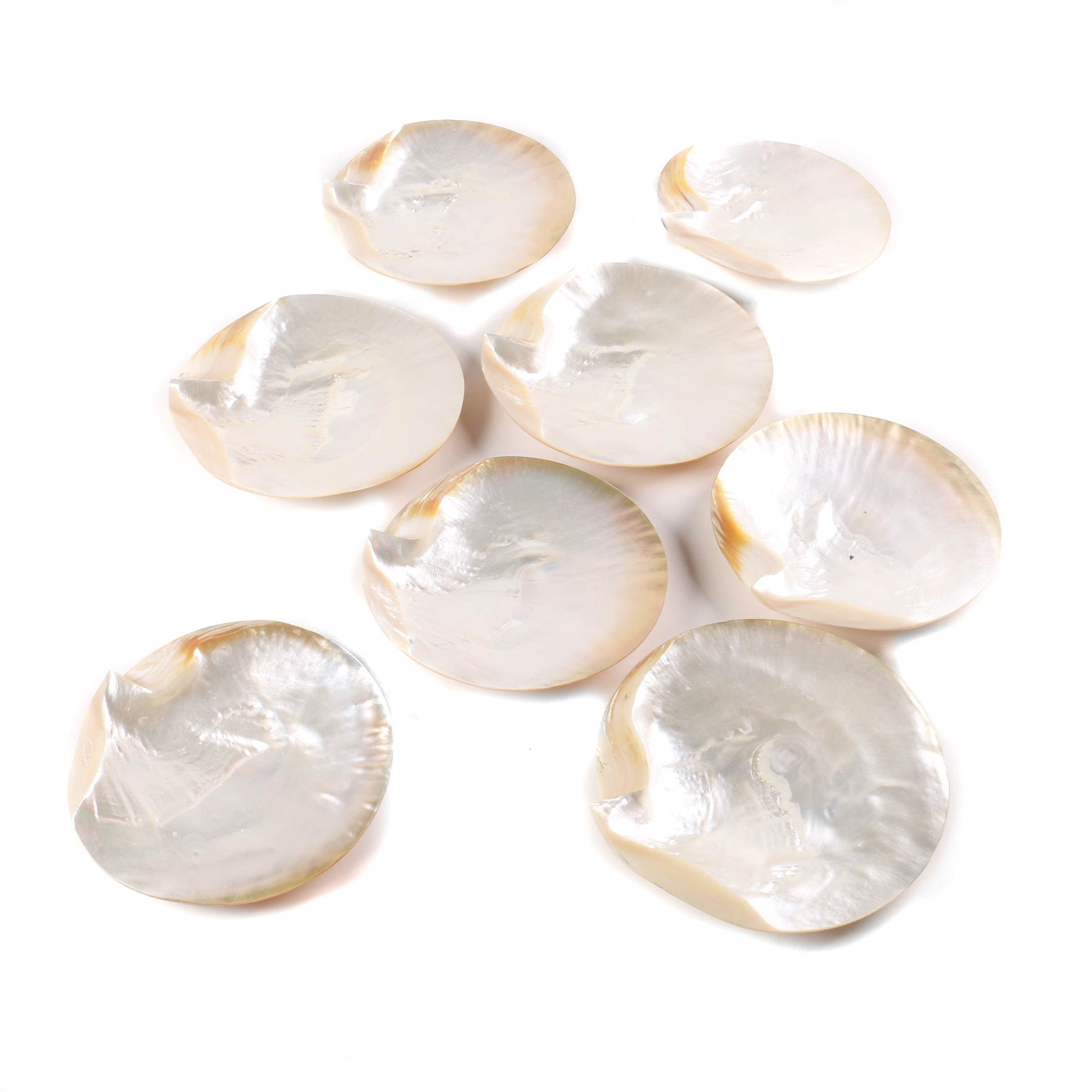 Set of Eight Hand Polished Shell Plates | EBTH