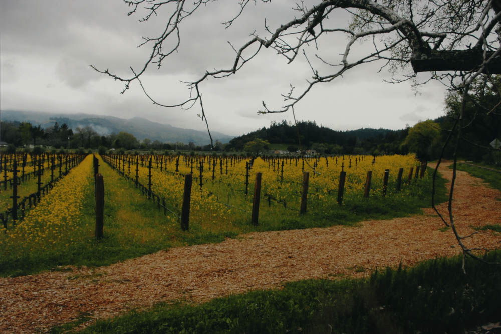 Ed Behrens Digital Photograph of a Vineyard | EBTH