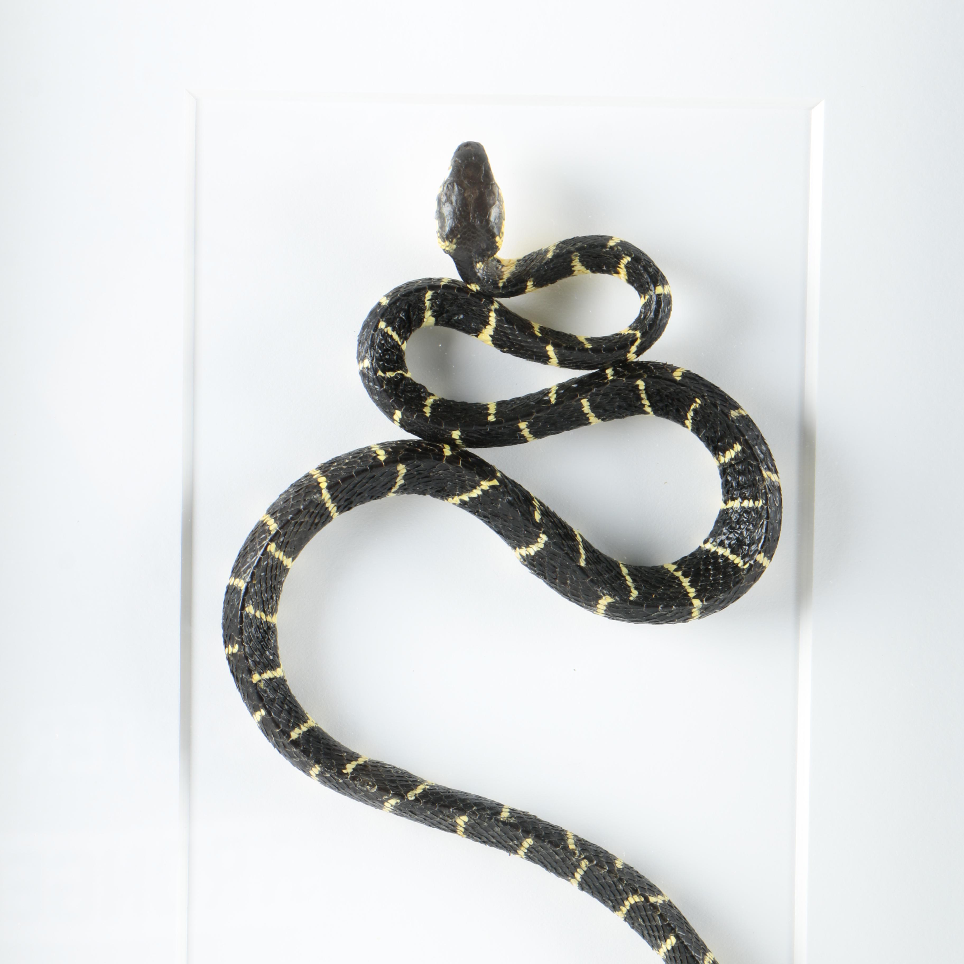 Mangrove Snake Taxidermy in Frame | EBTH