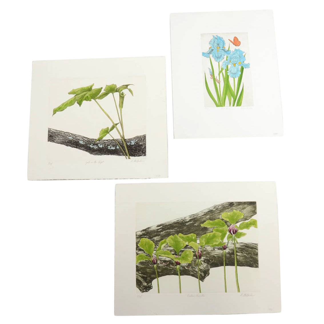 Collection of Three Limited Edition Hand-colored Etchings of Plants | EBTH