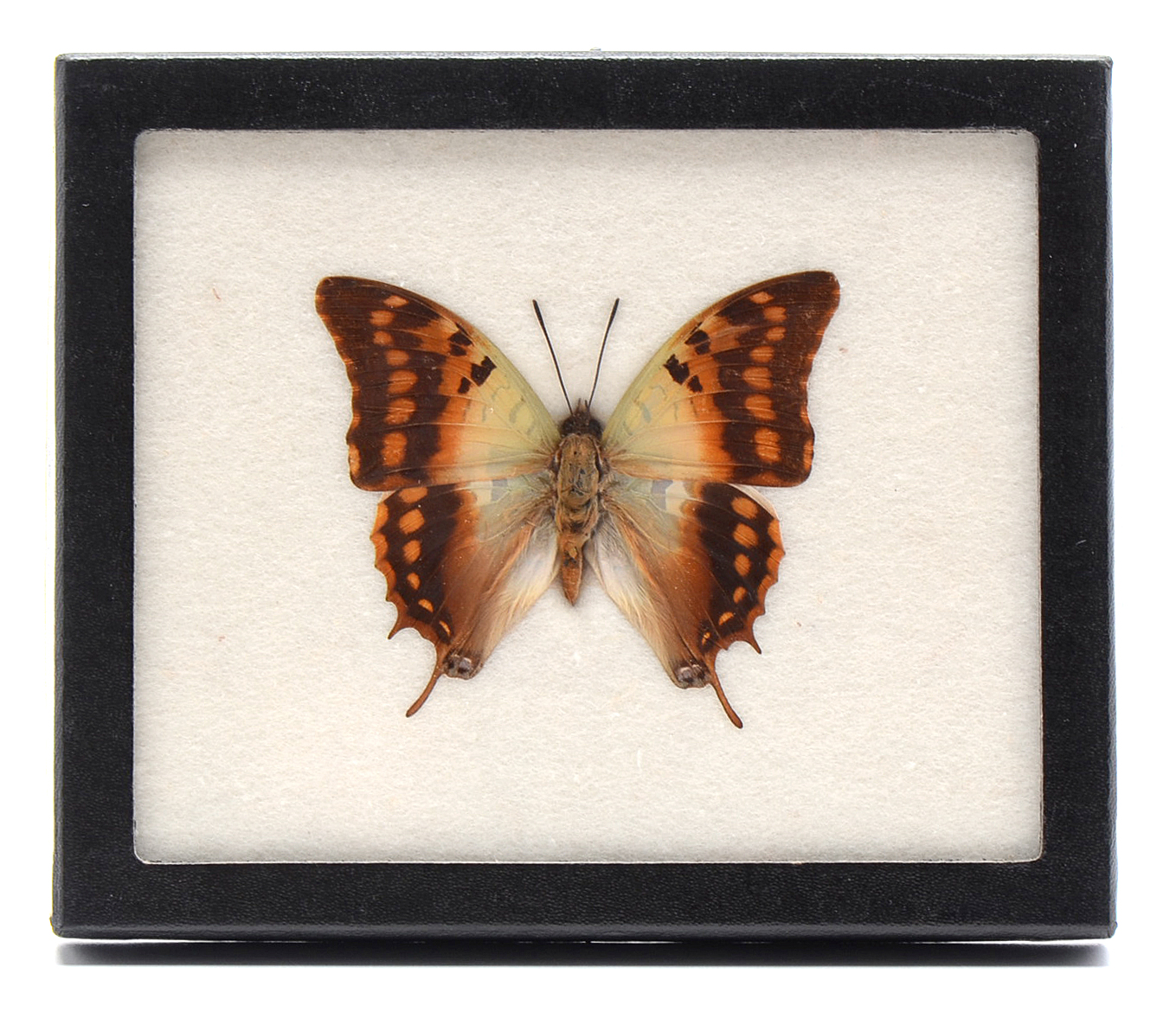 Three Exotic Butterfly Specimens Mounted Under Glass | EBTH