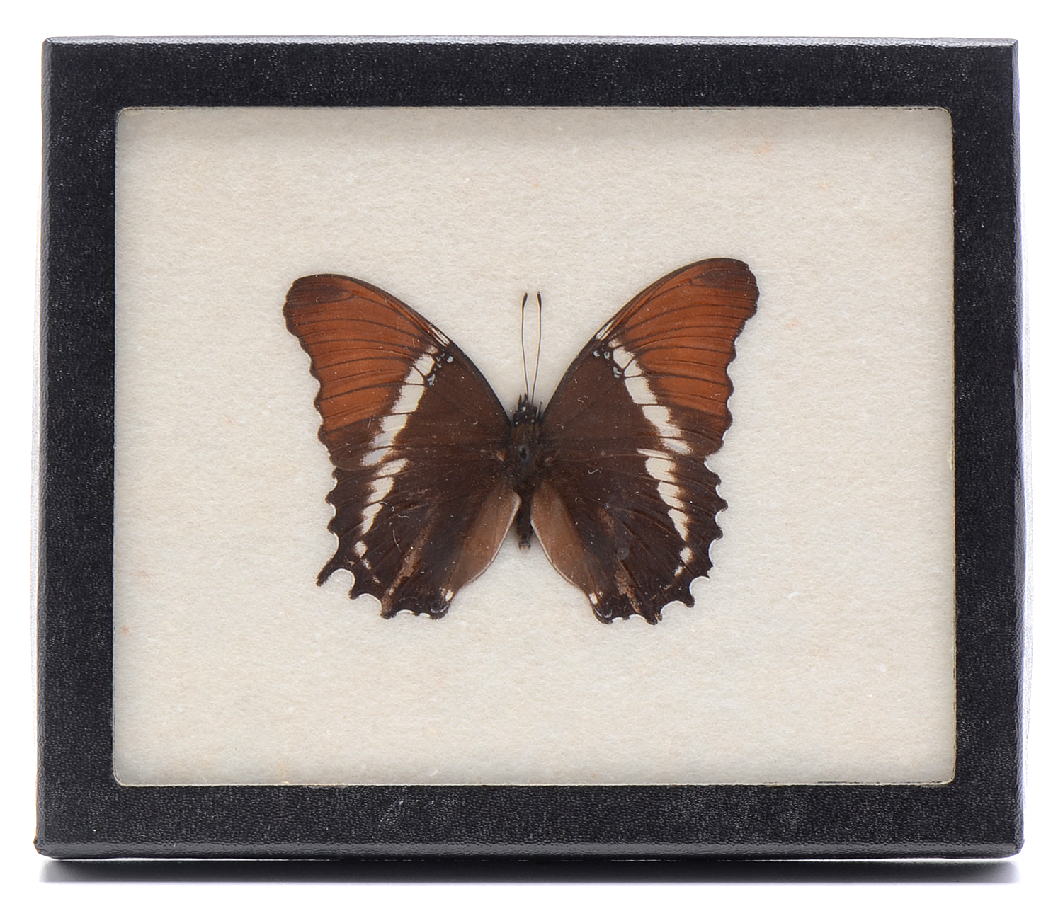 Three Exotic Butterfly Specimens Mounted Under Glass | EBTH