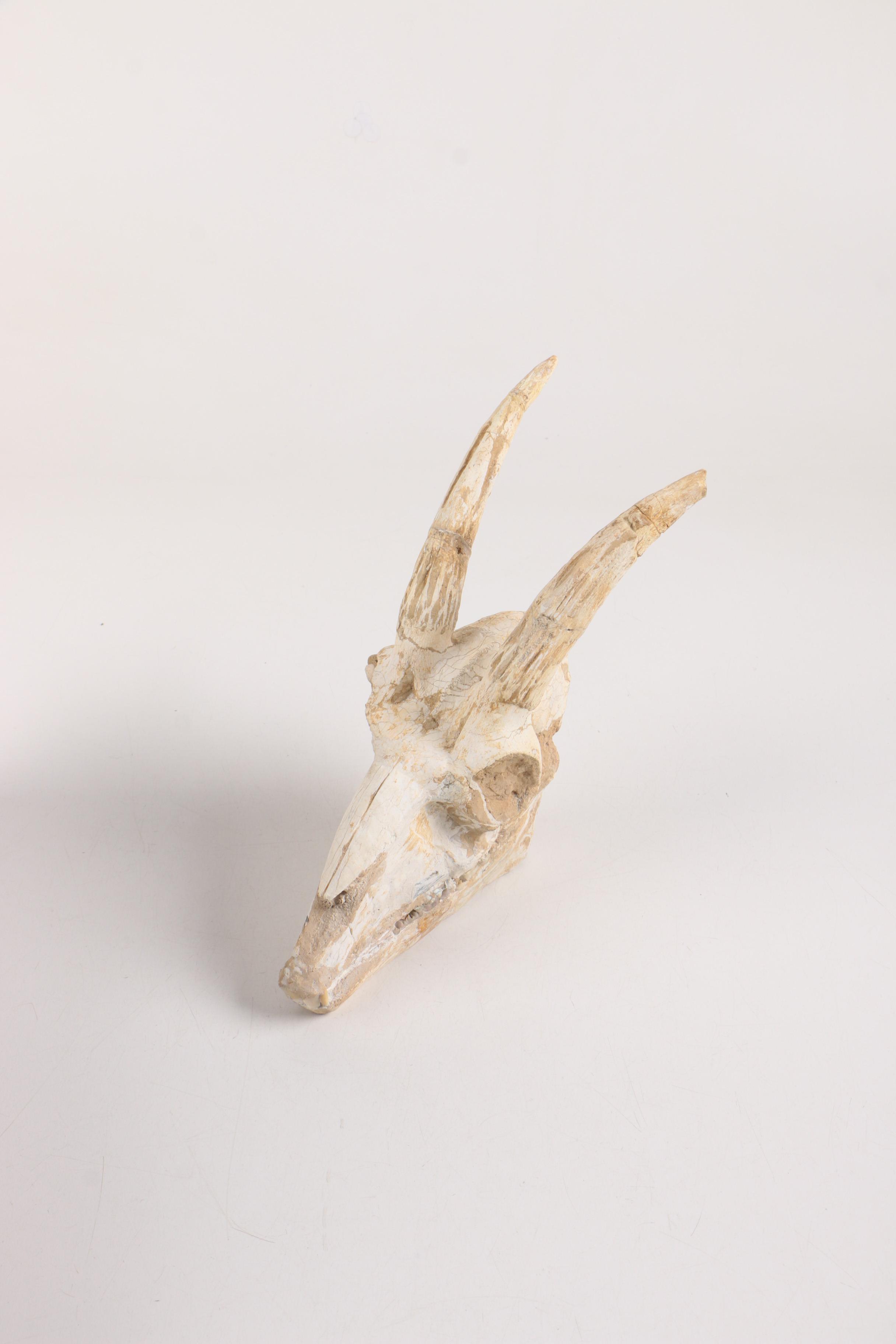 Composite Goat Skull | EBTH