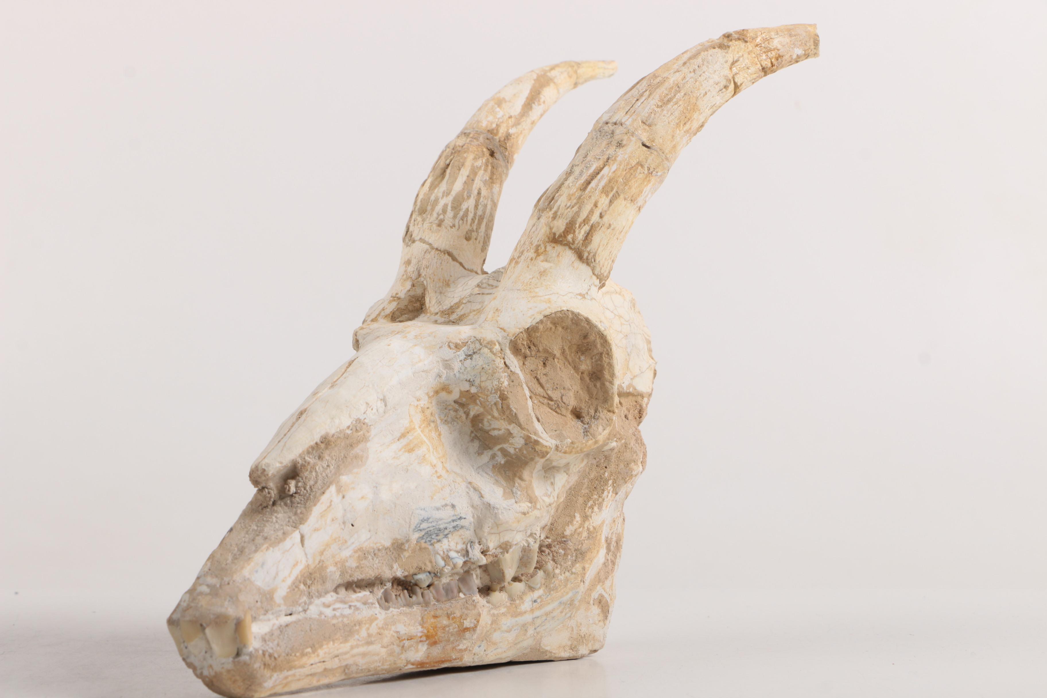 Composite Goat Skull | EBTH