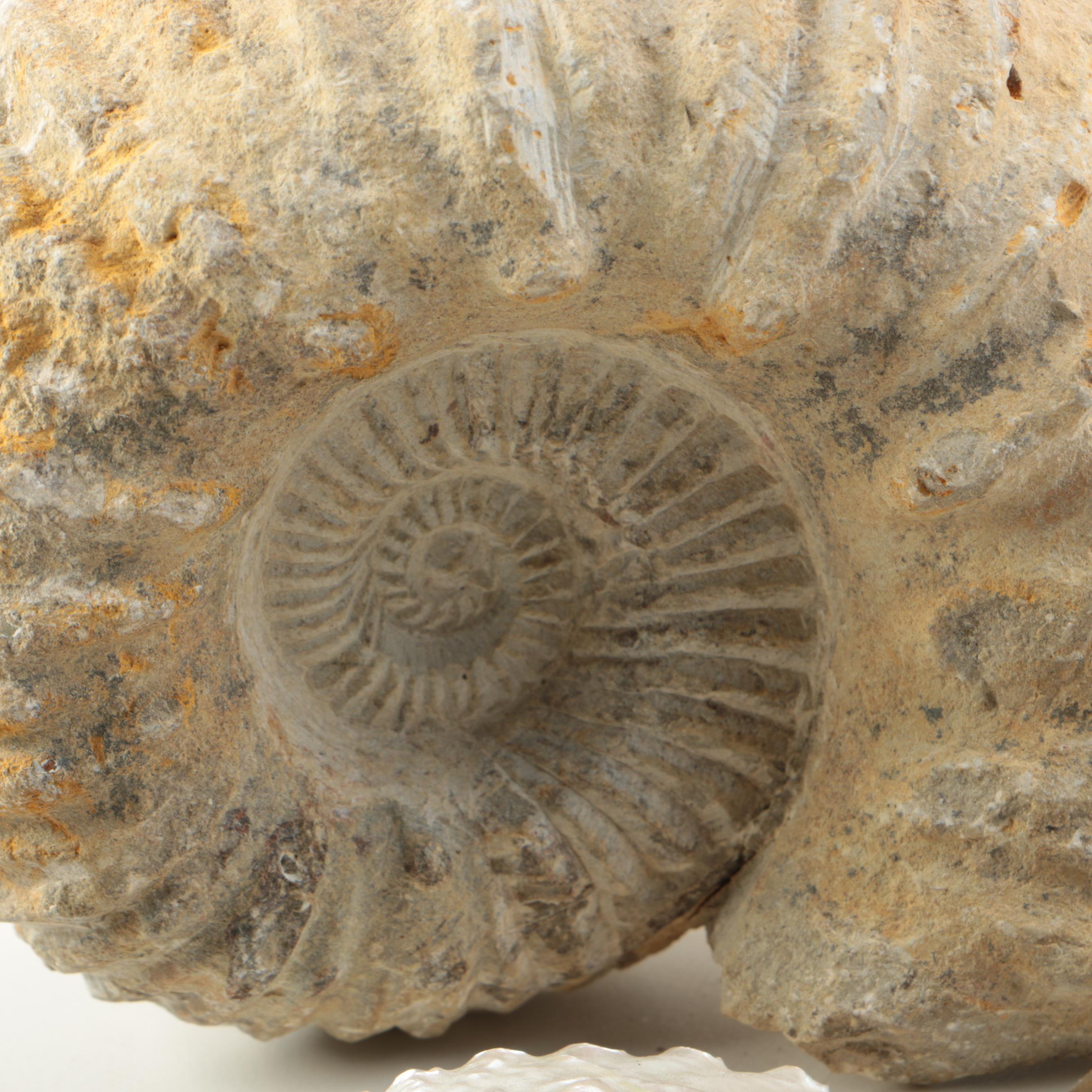 Mollusk Fossil Specimens | EBTH