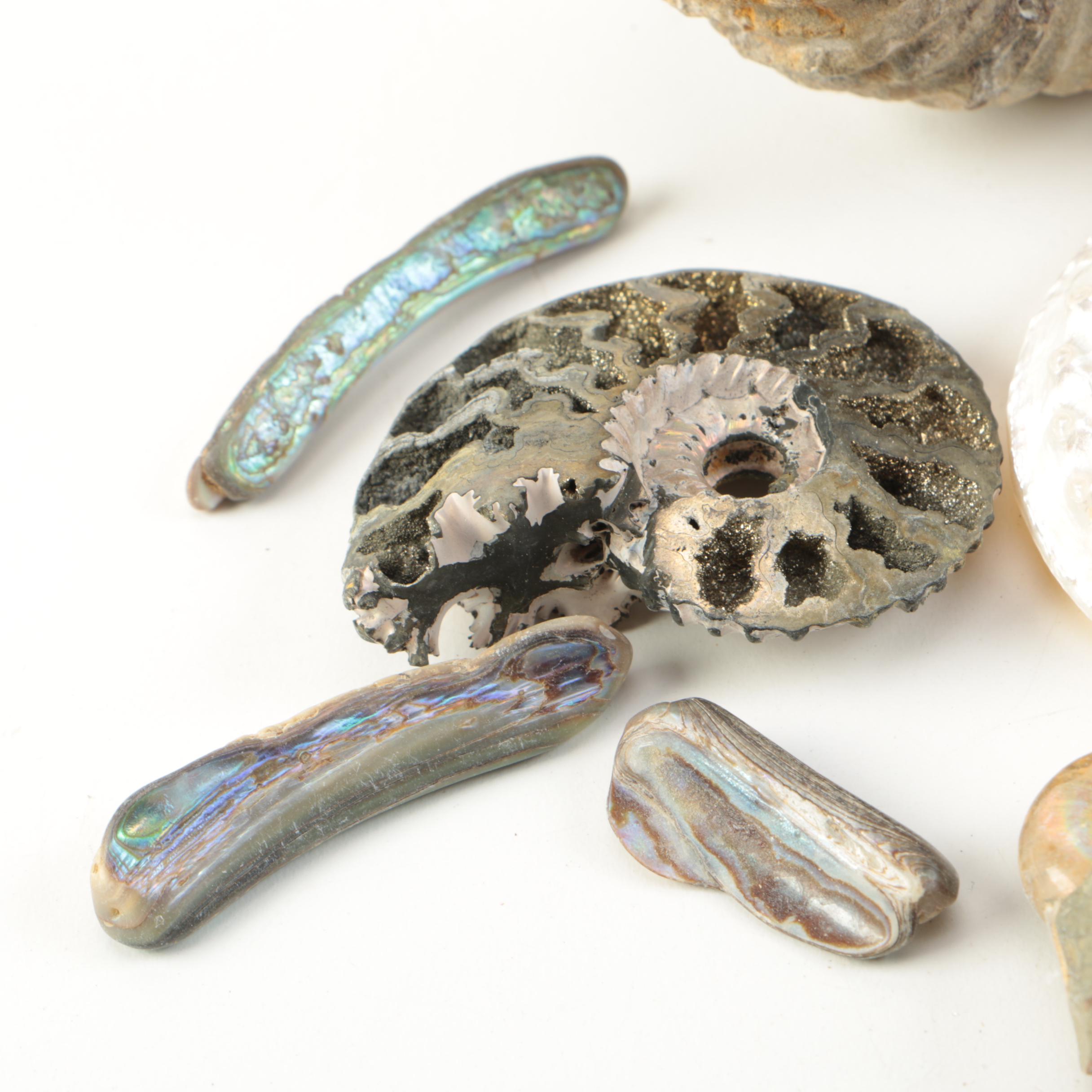 Mollusk Fossil Specimens | EBTH