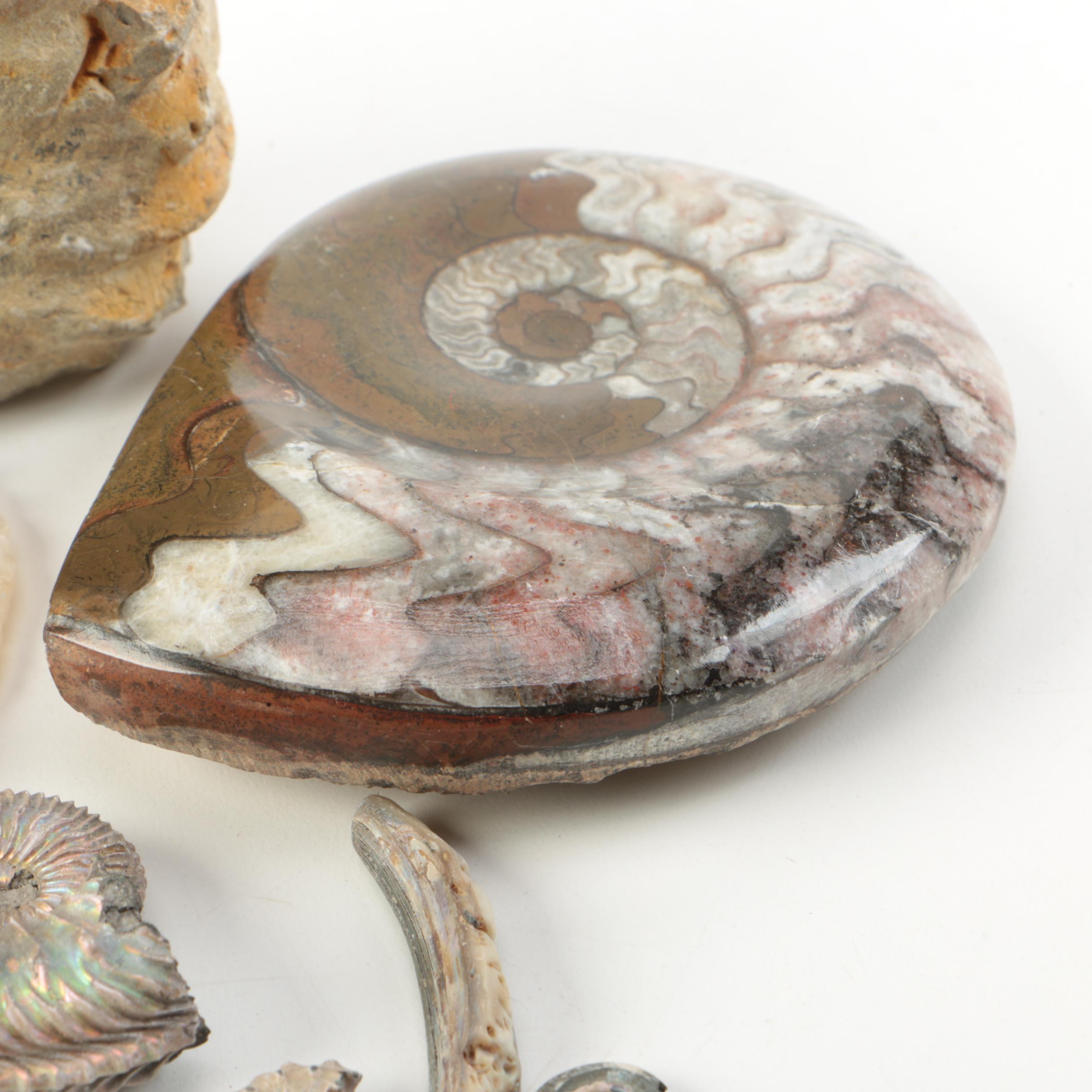 Mollusk Fossil Specimens | EBTH
