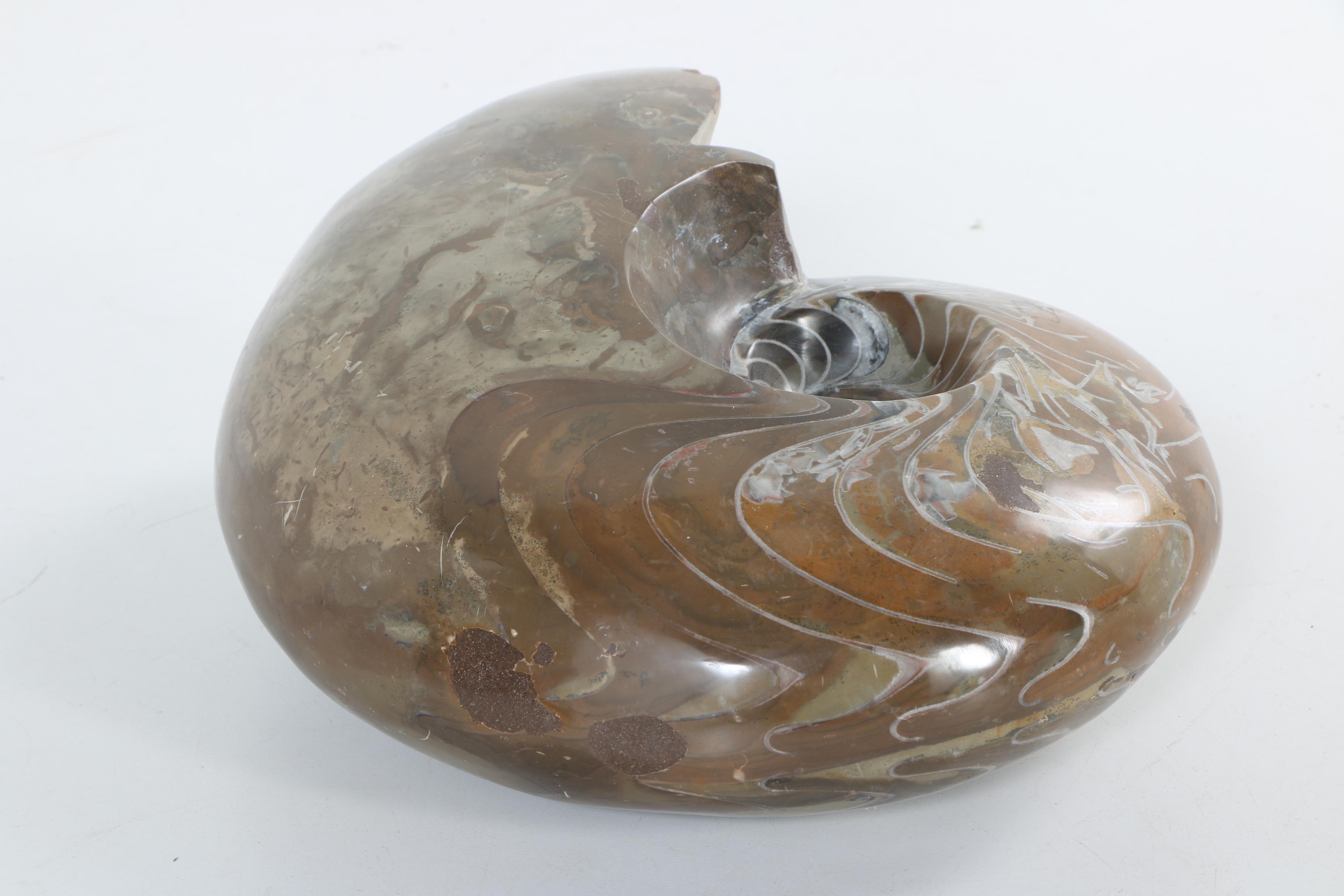 Ammonoid Internal Mold and Stand | EBTH