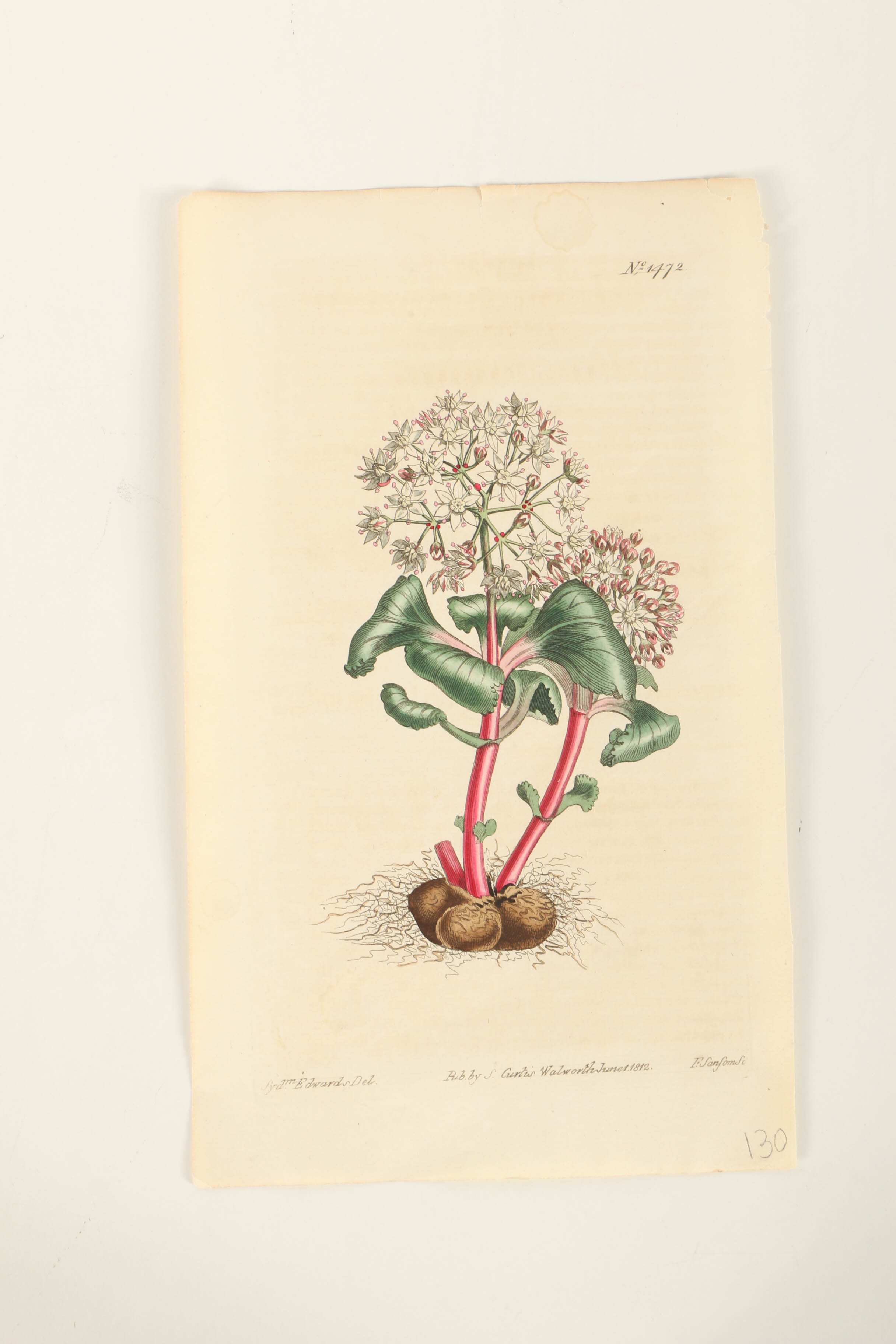 Hand-Colored Botanical Etchings on Paper | EBTH