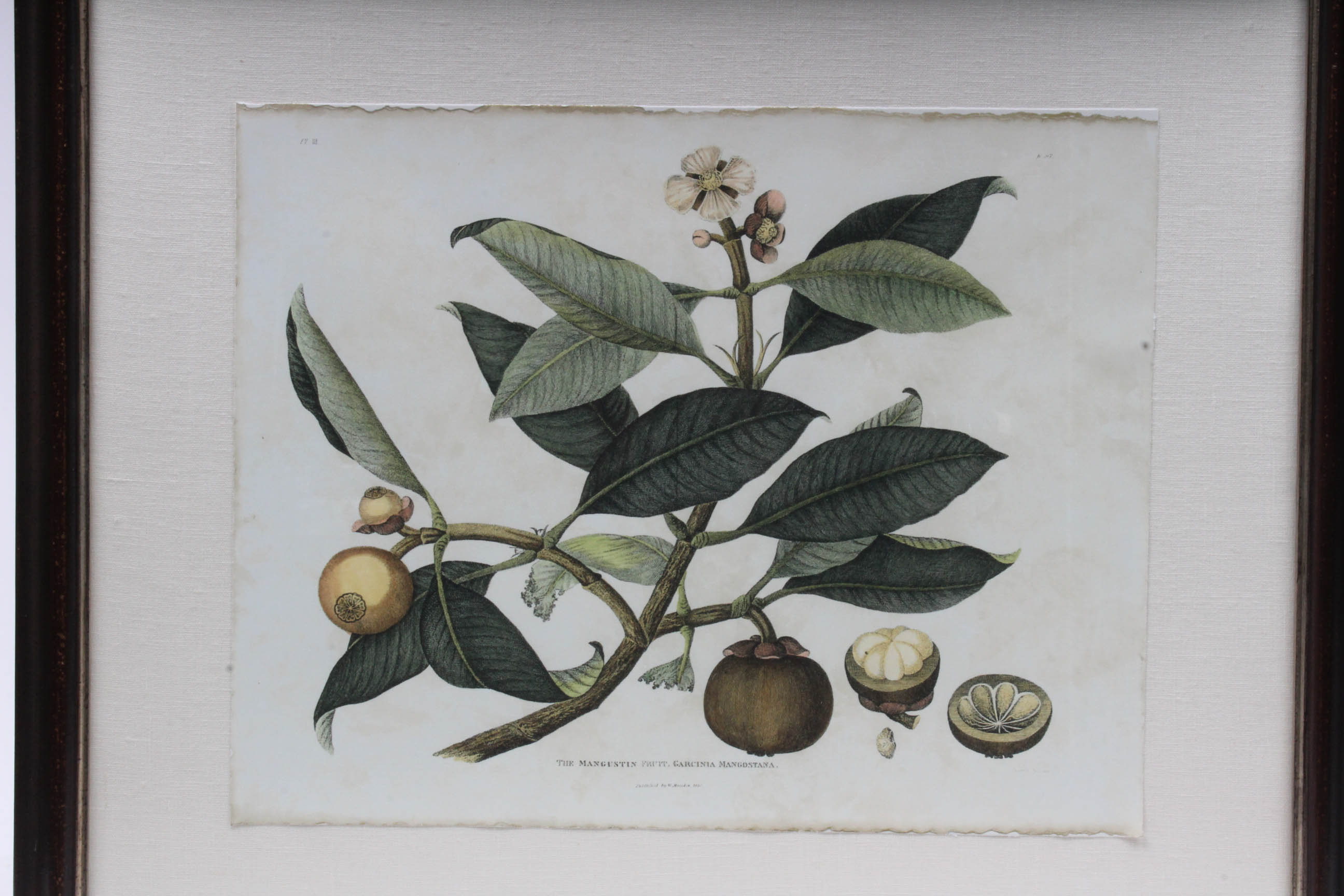 Hand-Colored Reproduction Botanical Lithograph | EBTH