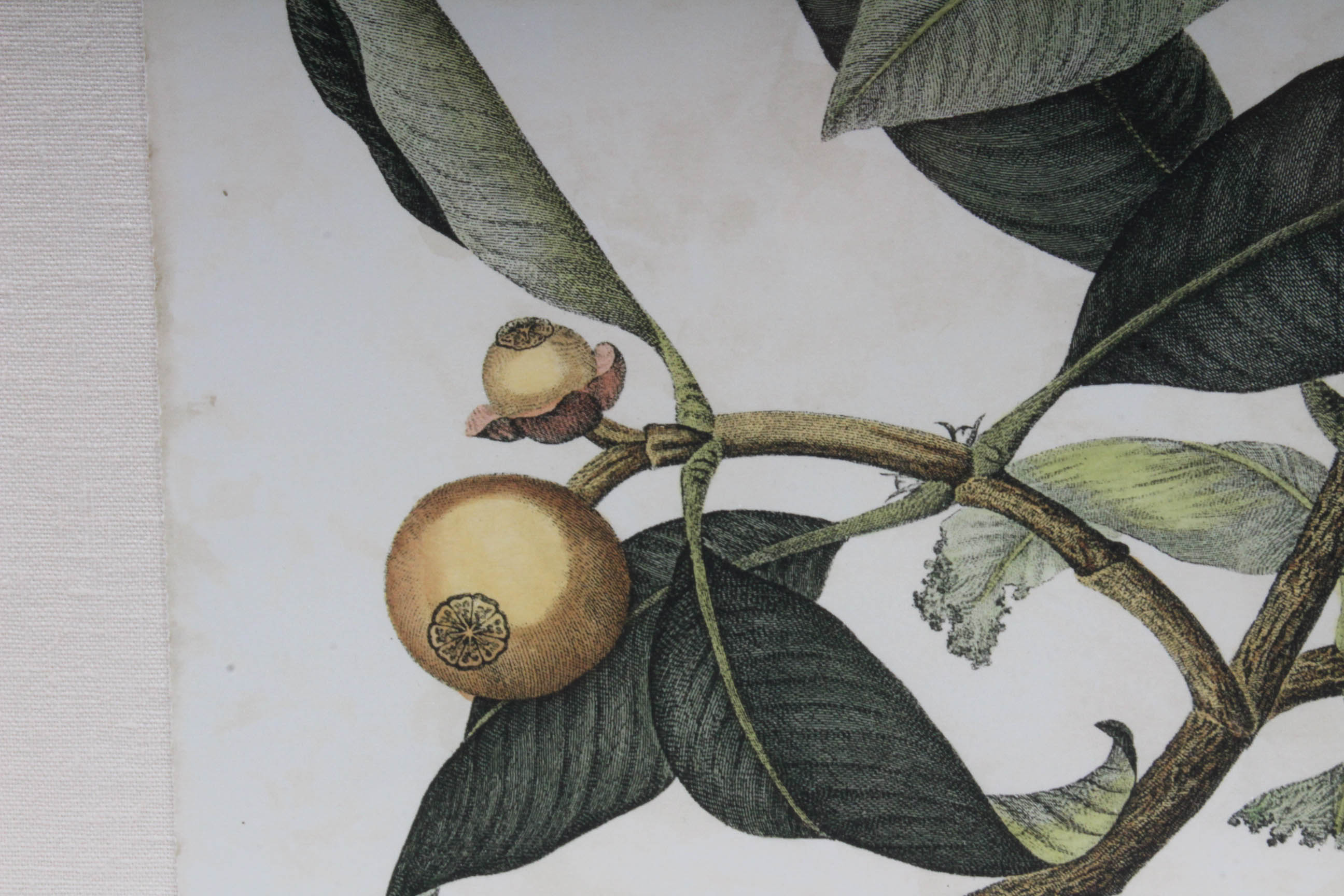 Hand-Colored Reproduction Botanical Lithograph | EBTH