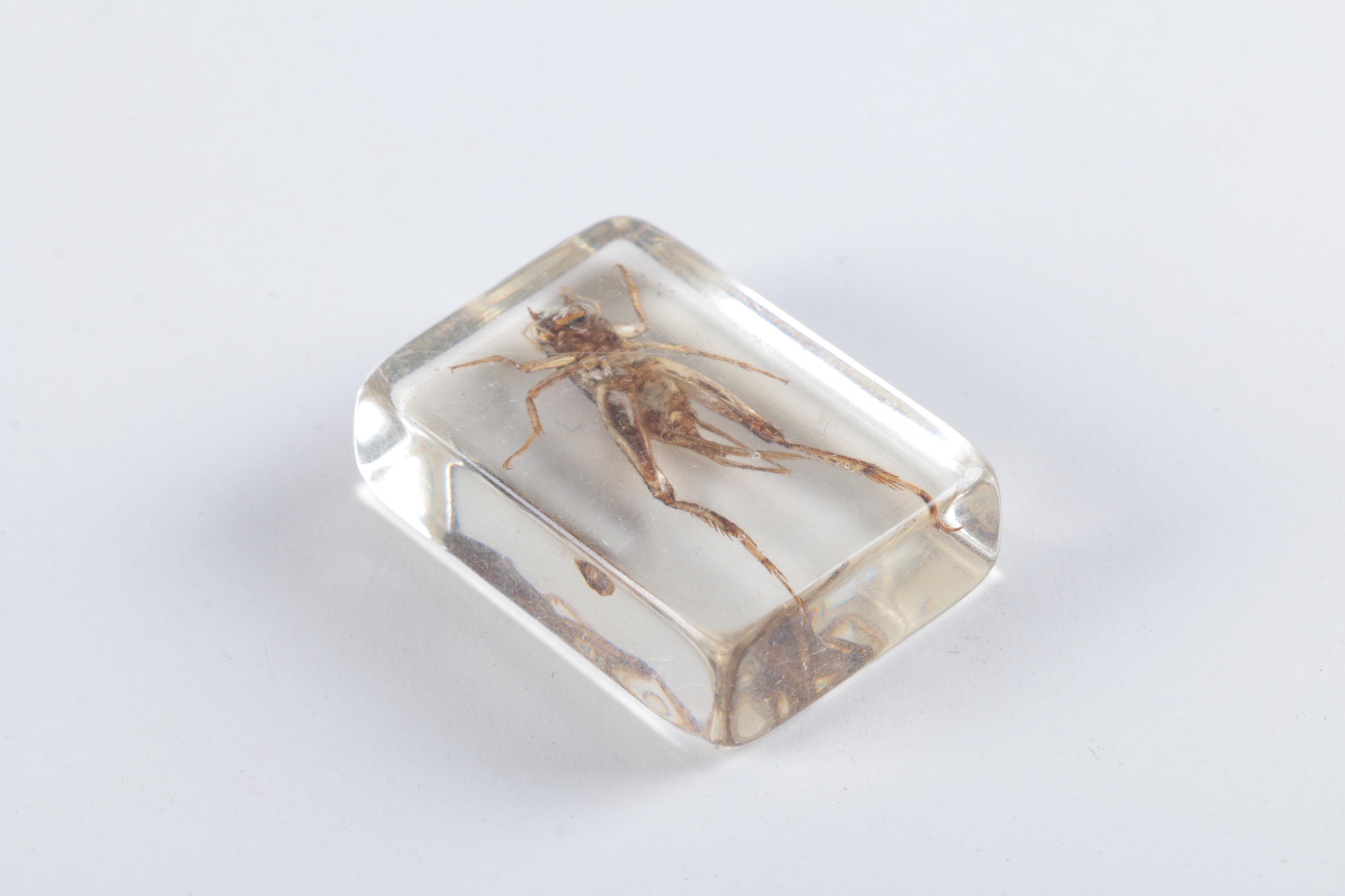 Encased Insect Specimens | EBTH