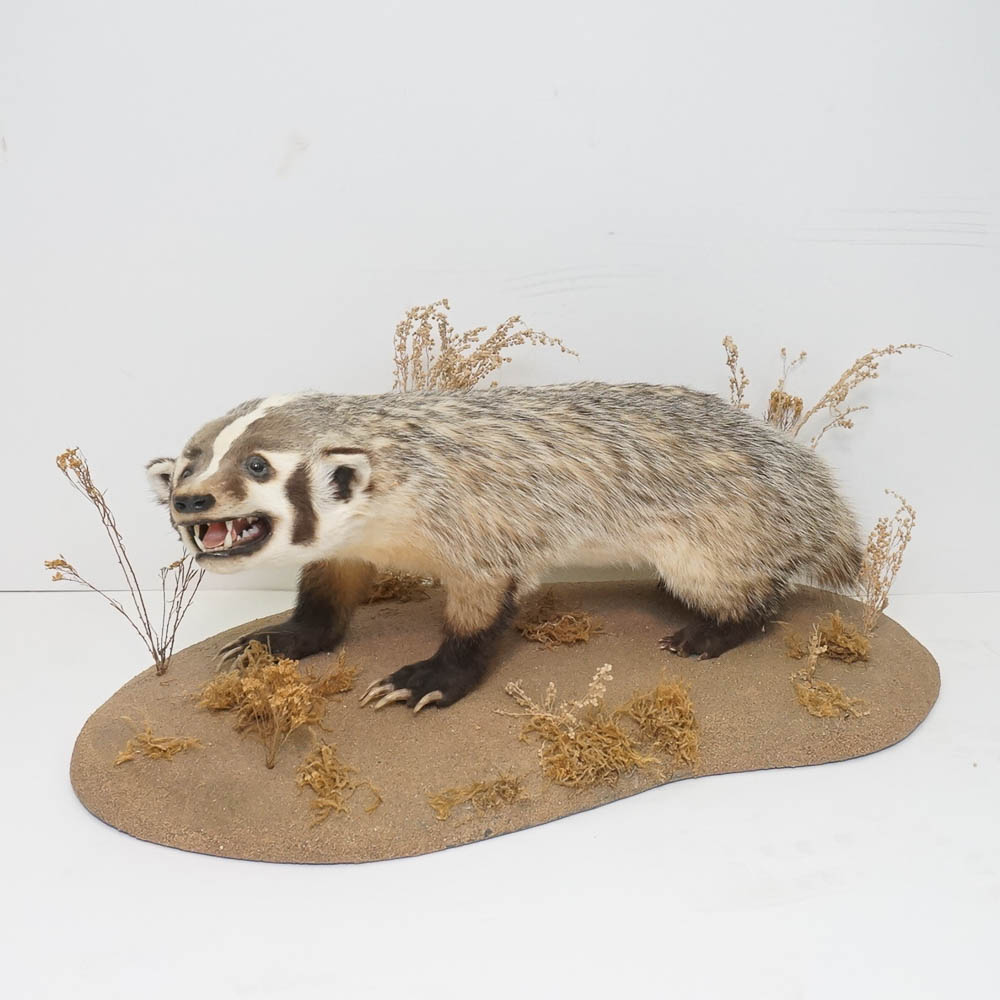 Badger Taxidermy Mount | EBTH