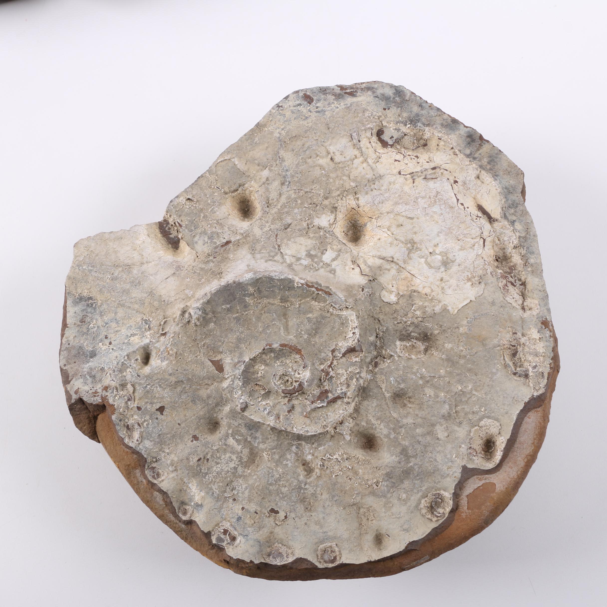Coiled Cephalopod Fossil Specimens | EBTH