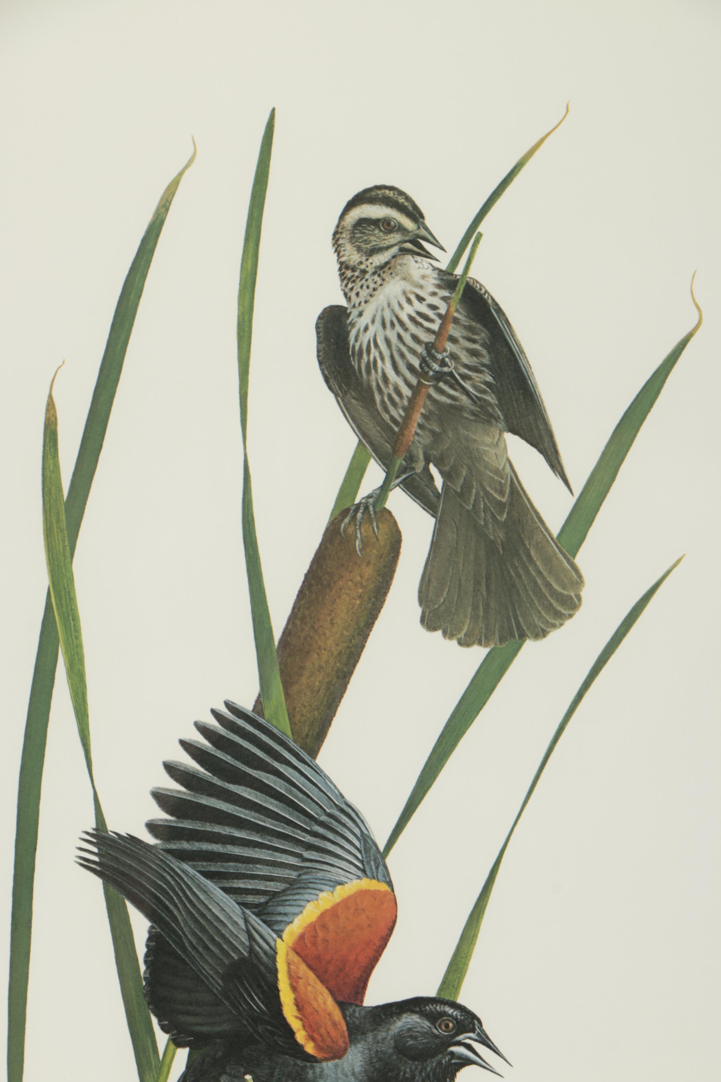 Ray Harm Limited Edition Offset LIthograph "Red-Winged Blackbird" | EBTH