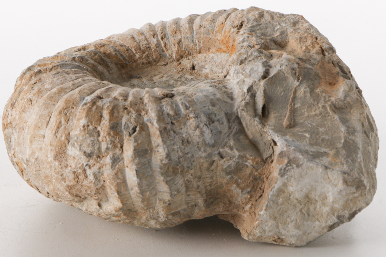 Ammonoid Internal Mold Specimen | EBTH
